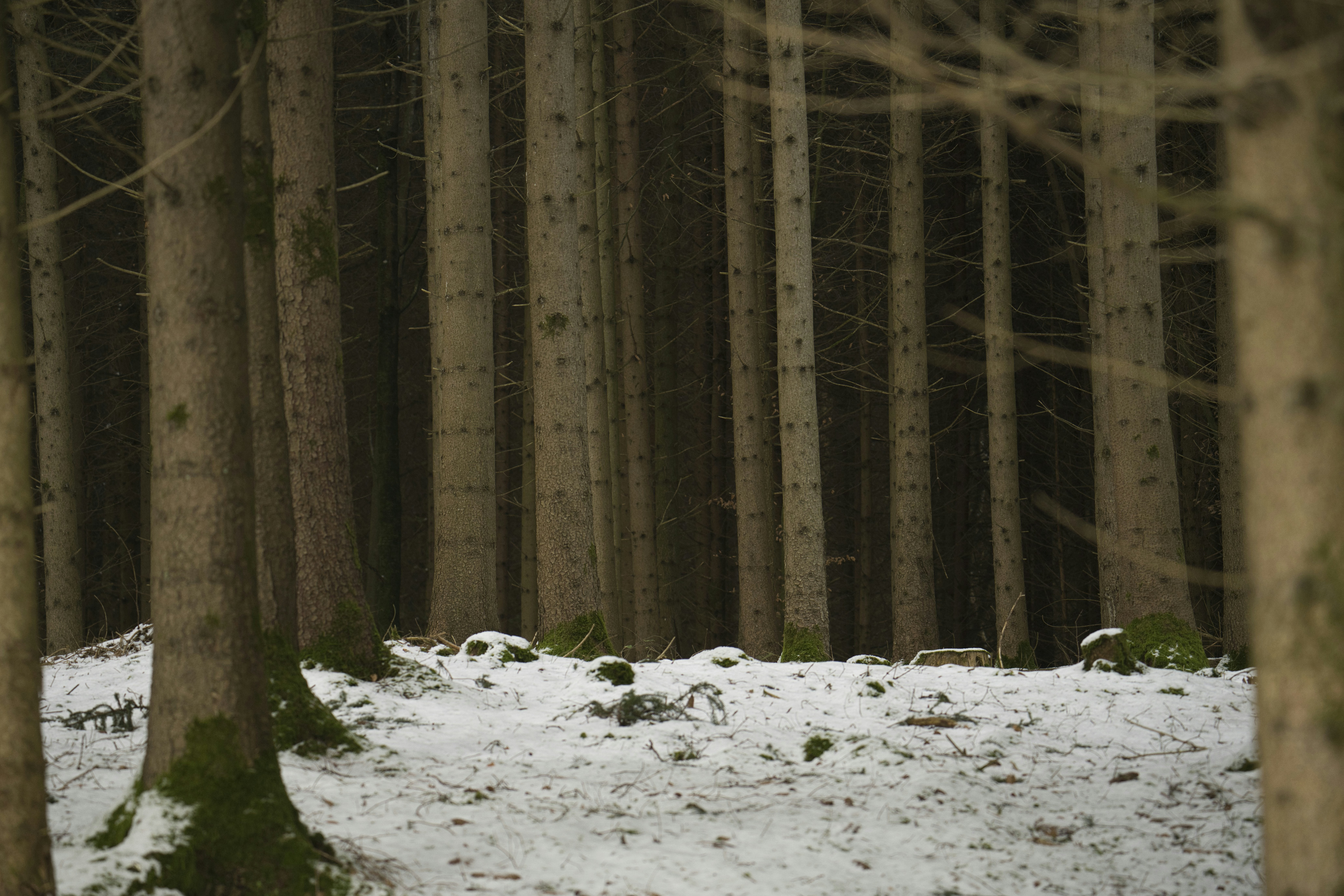 Whispering Pines in Winter's Embrace