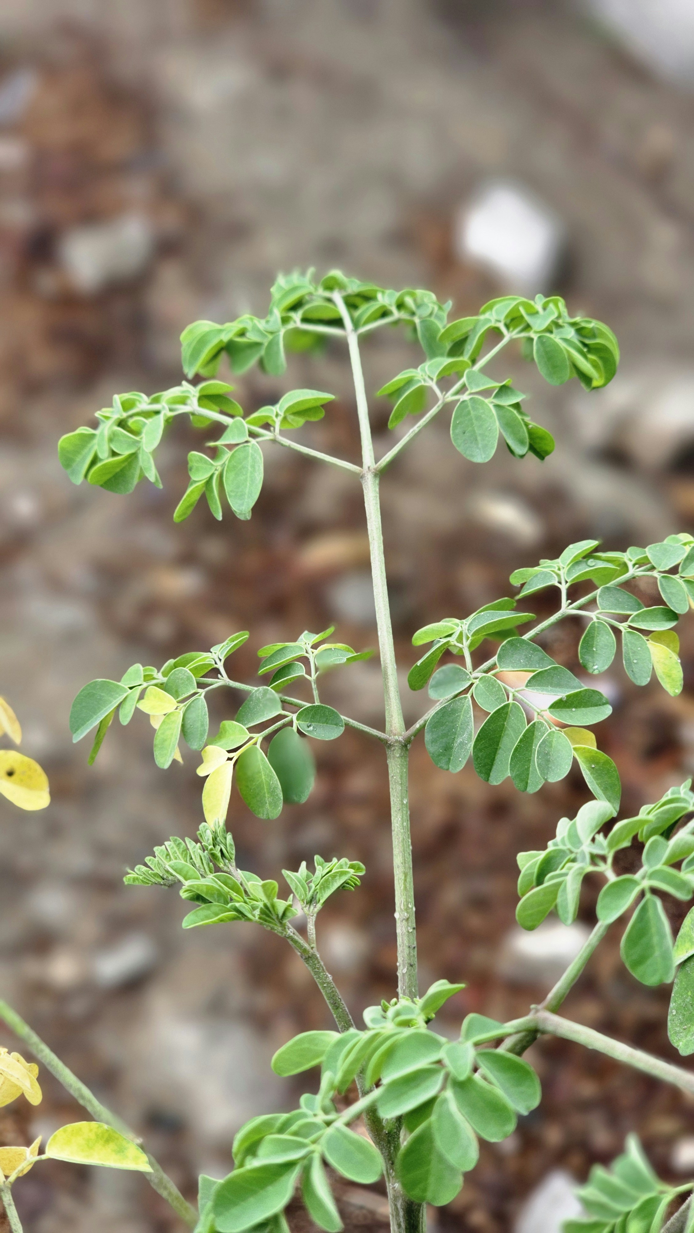 Verdant Y-Shape: A Focused Clump of Leafy Stems Amid Earthy Backdrop