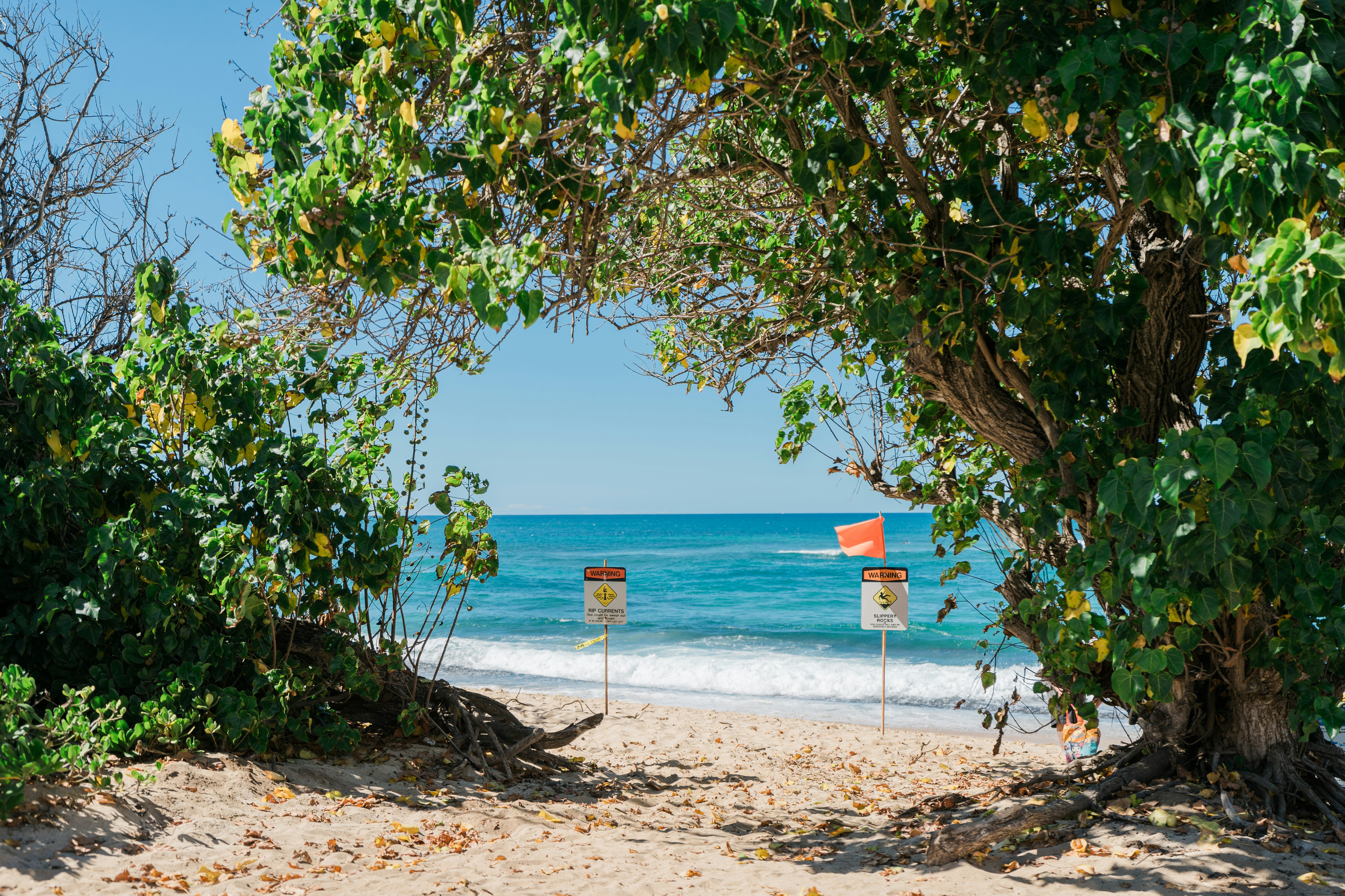 A view of a beach through some trees photo – Free North shore Image on ...