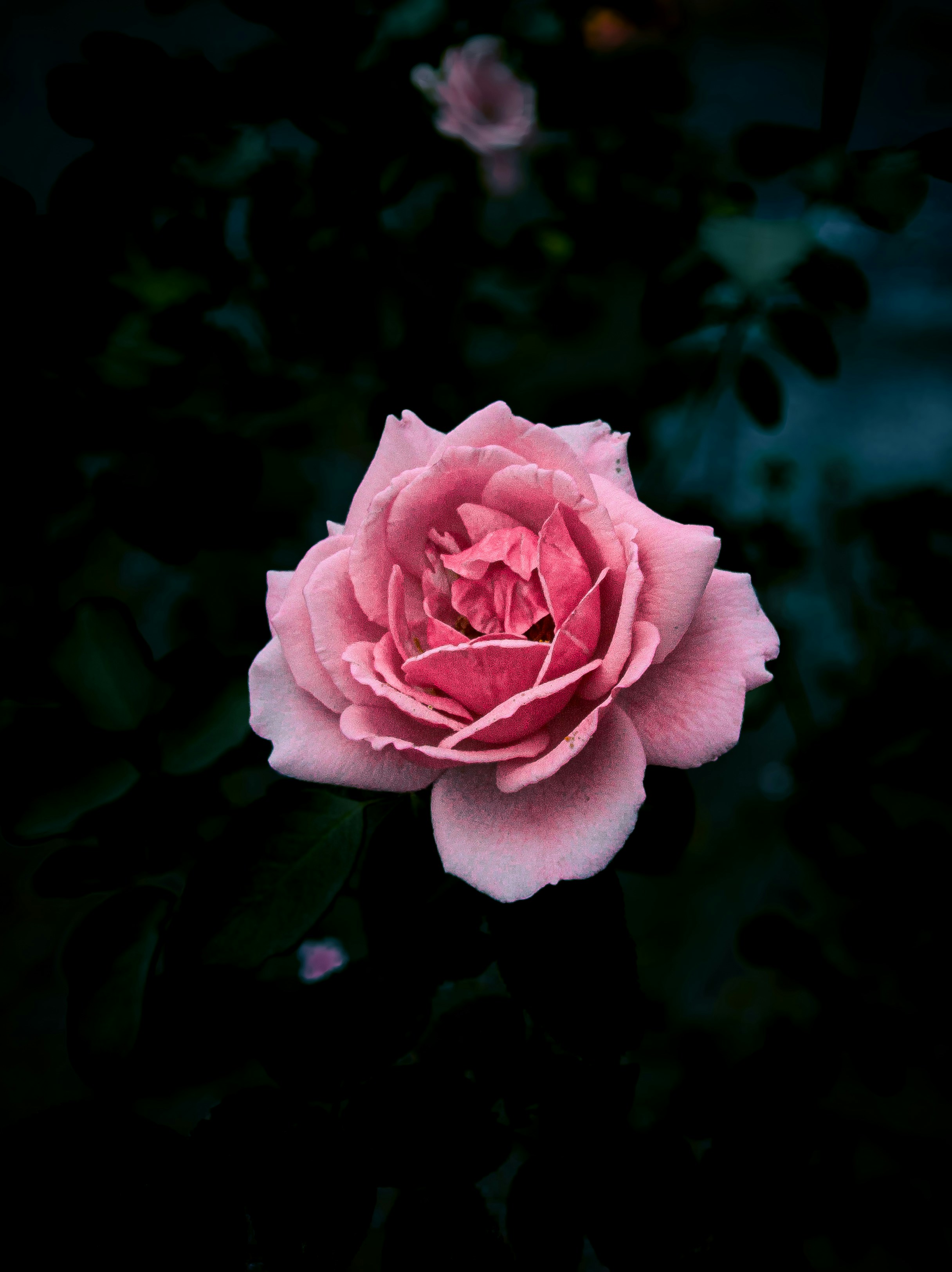 A pink rose is blooming in the dark photo – Free Rose Image on Unsplash
