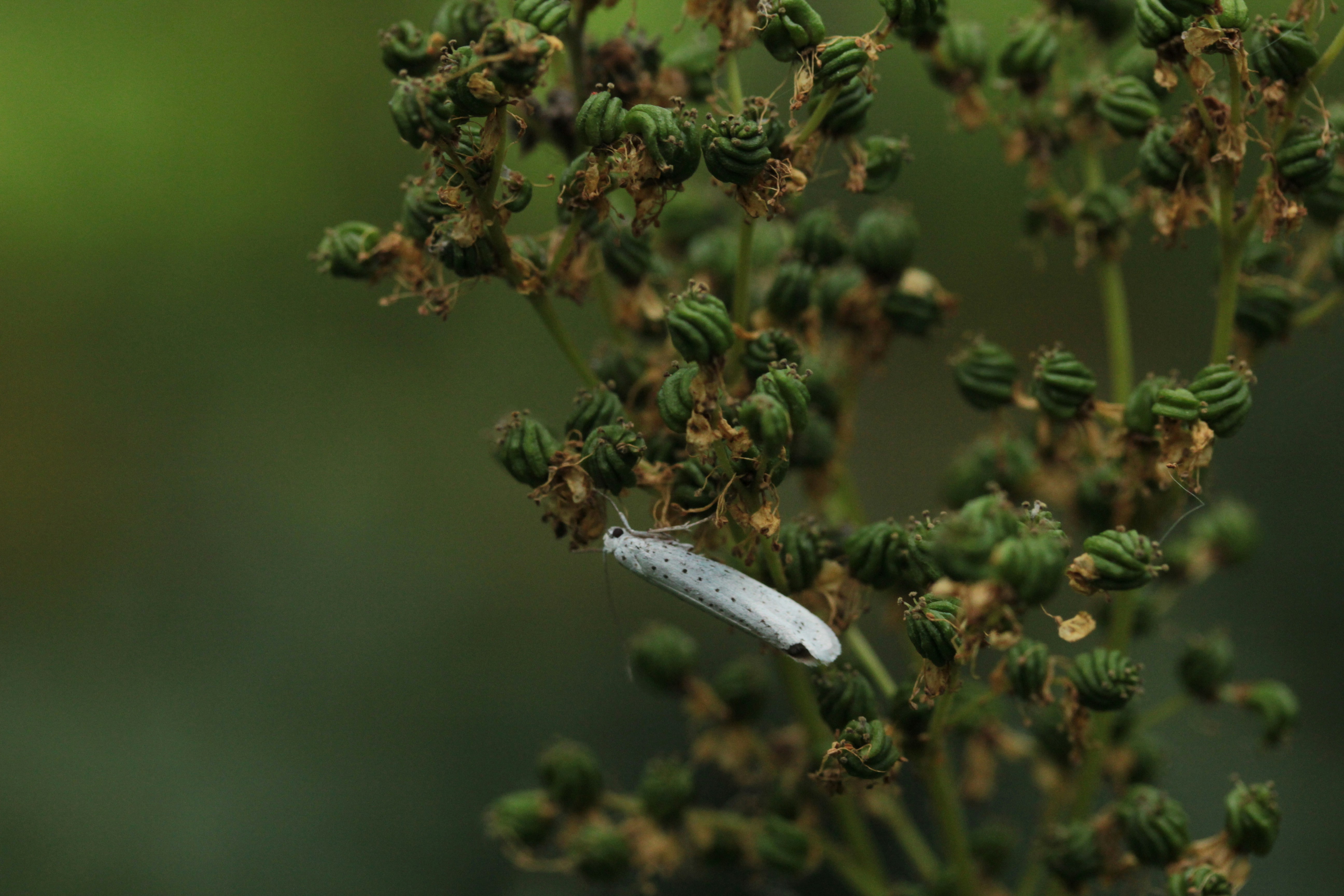 A bug on a plant with lots of buds photo – Free Koi Image on Unsplash