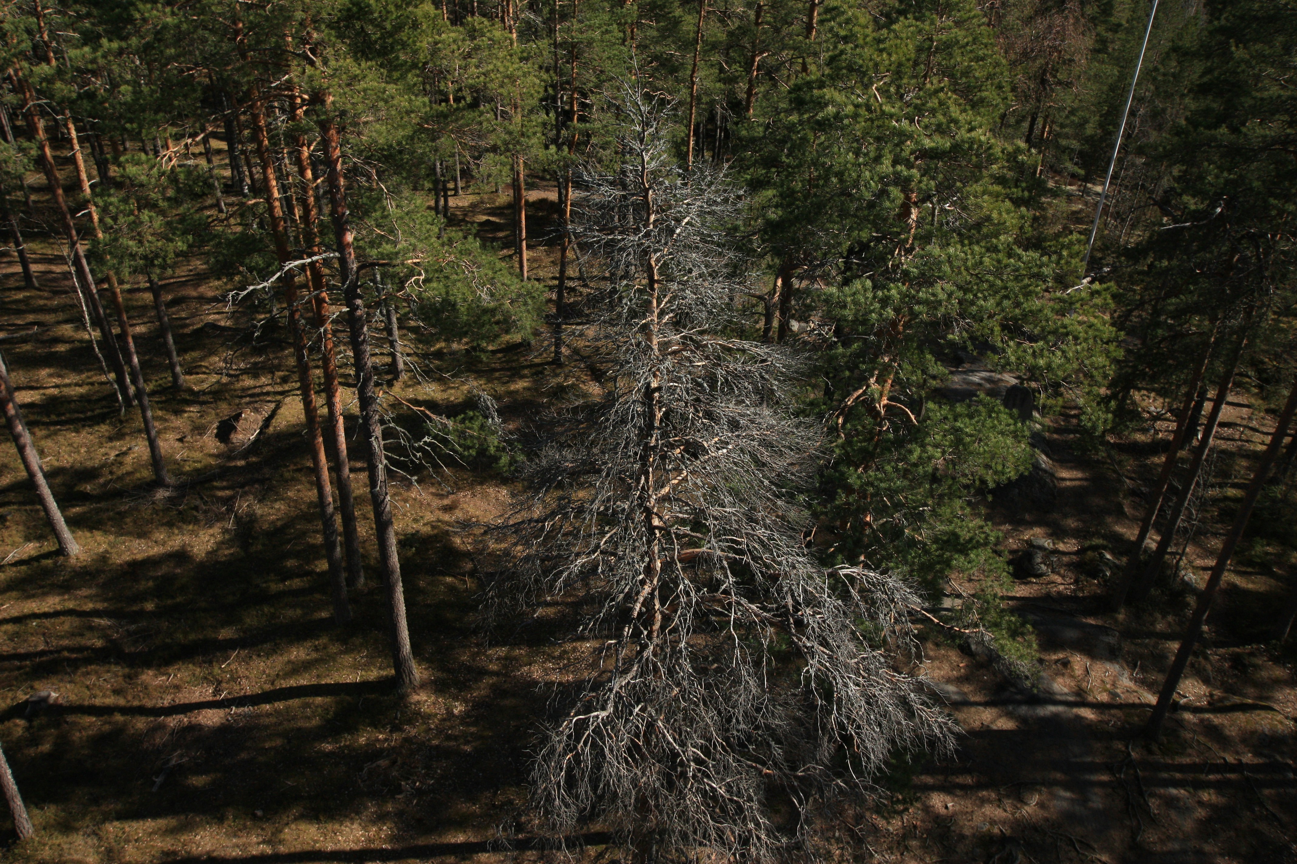 A group of trees in a forest with no leaves photo – Free Lookout tower ...