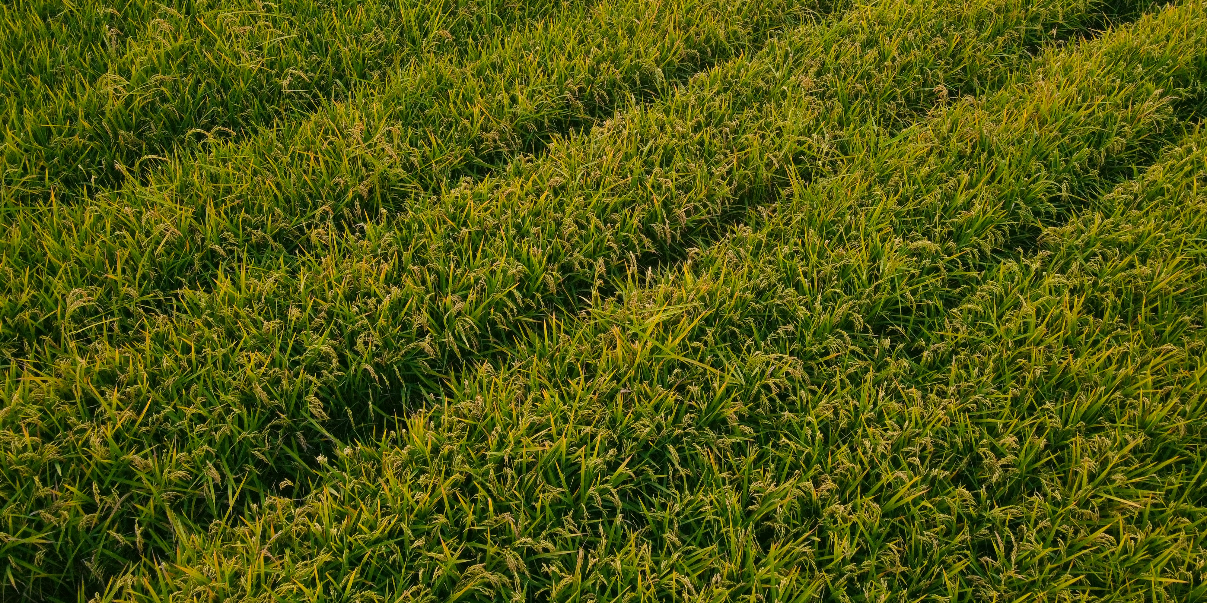 Parallel Golden Ribbons: Aerial Geometry Above a Sunlit Cornfield