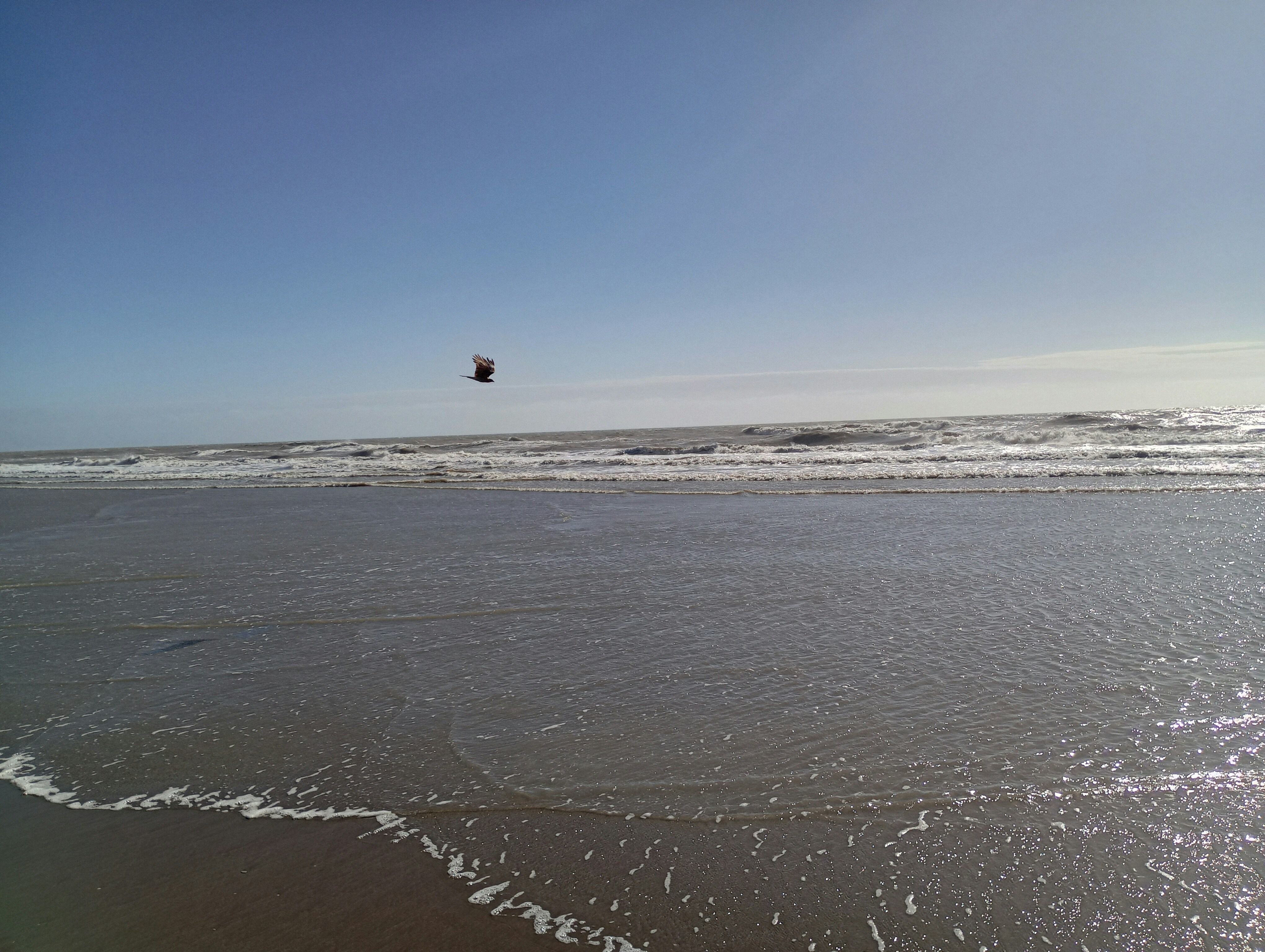 Seaside Horizon with a Wandering Seabird