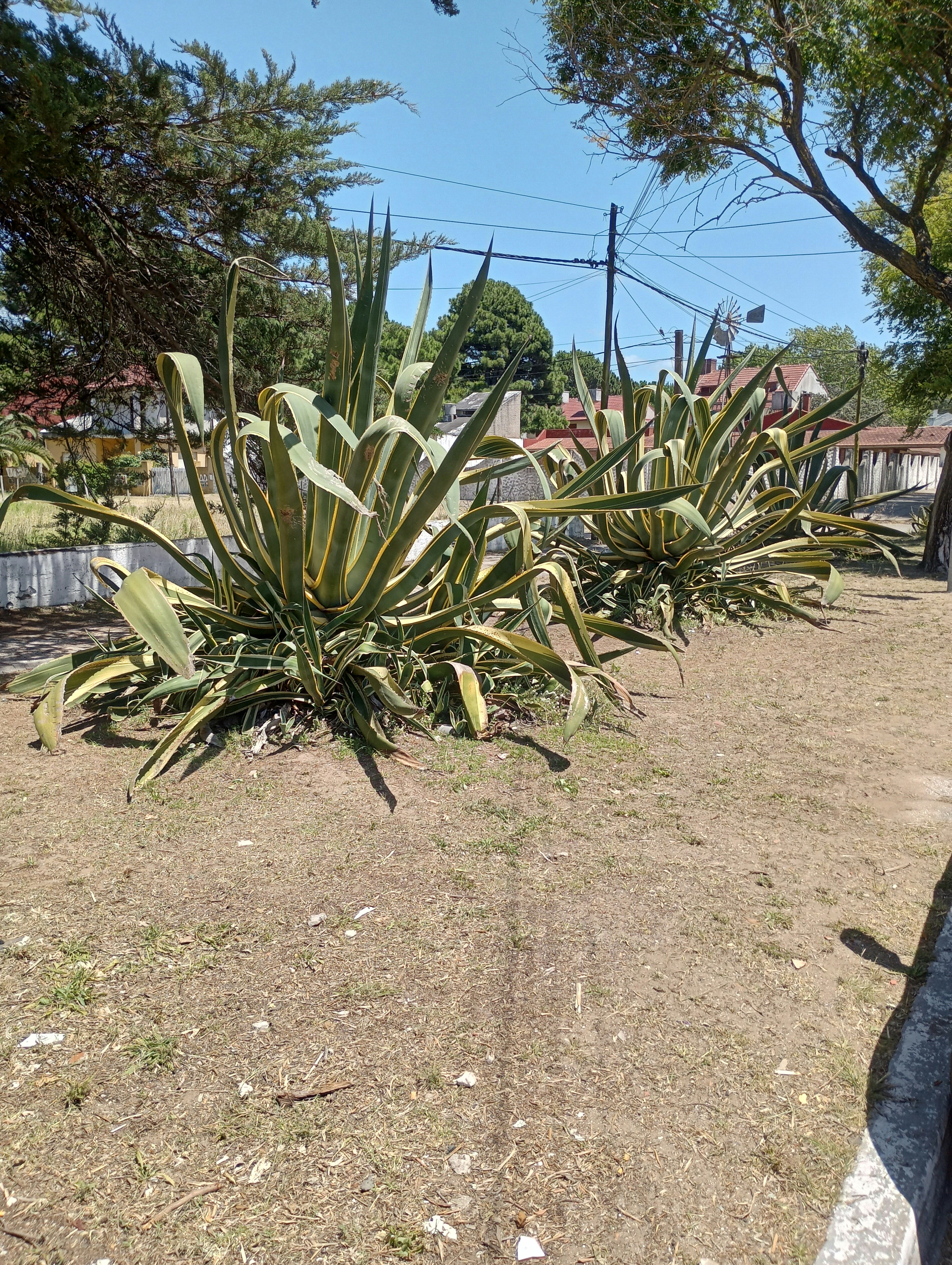 Variegated agave plants line a sunlit dirt path with a low white wall and trees in the background. The scene emphasizes textures and a quiet, suburban park atmosphere.