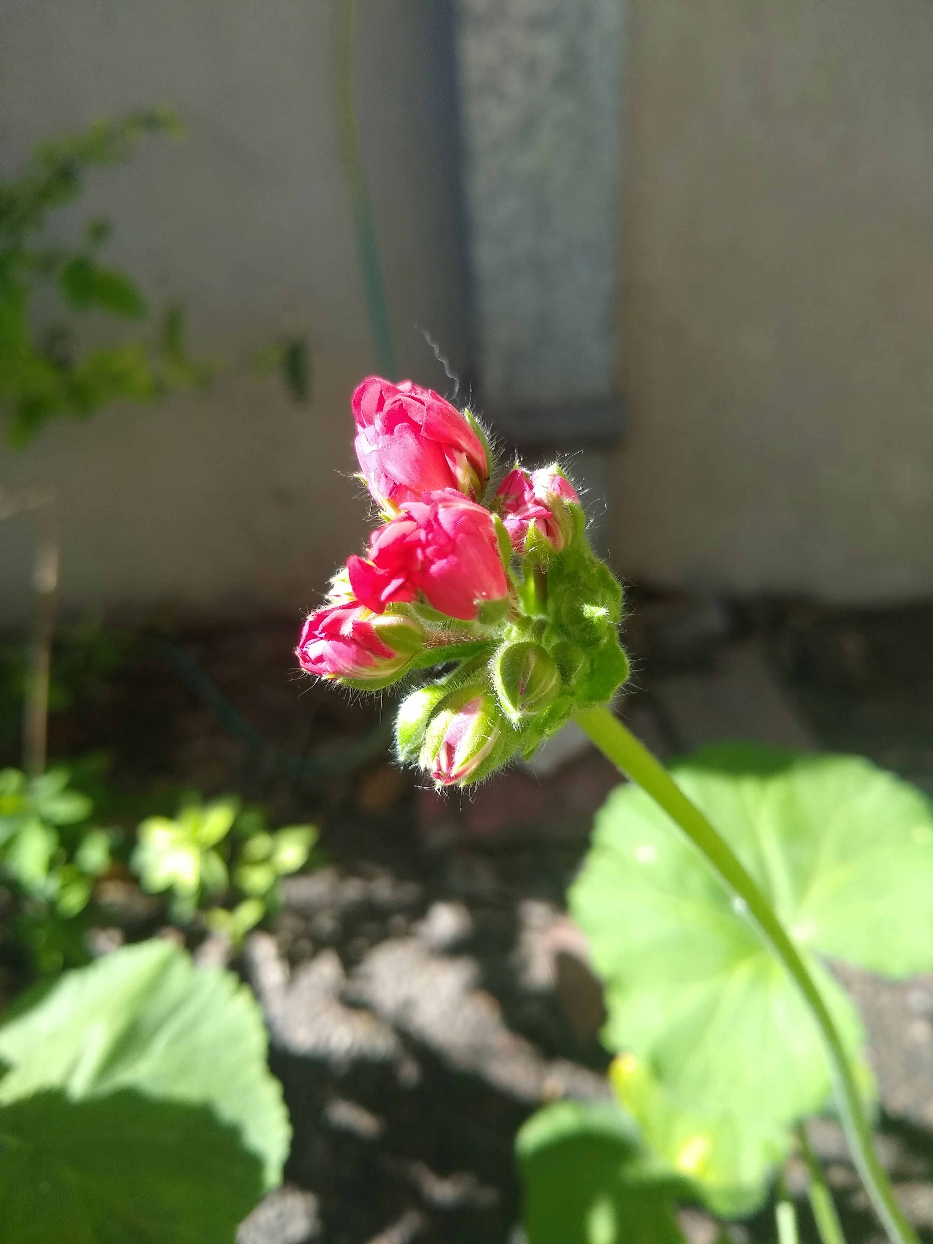 Close-up photograph of pink flower buds bathed in bright sunlight, with a green stem and a softly blurred background.