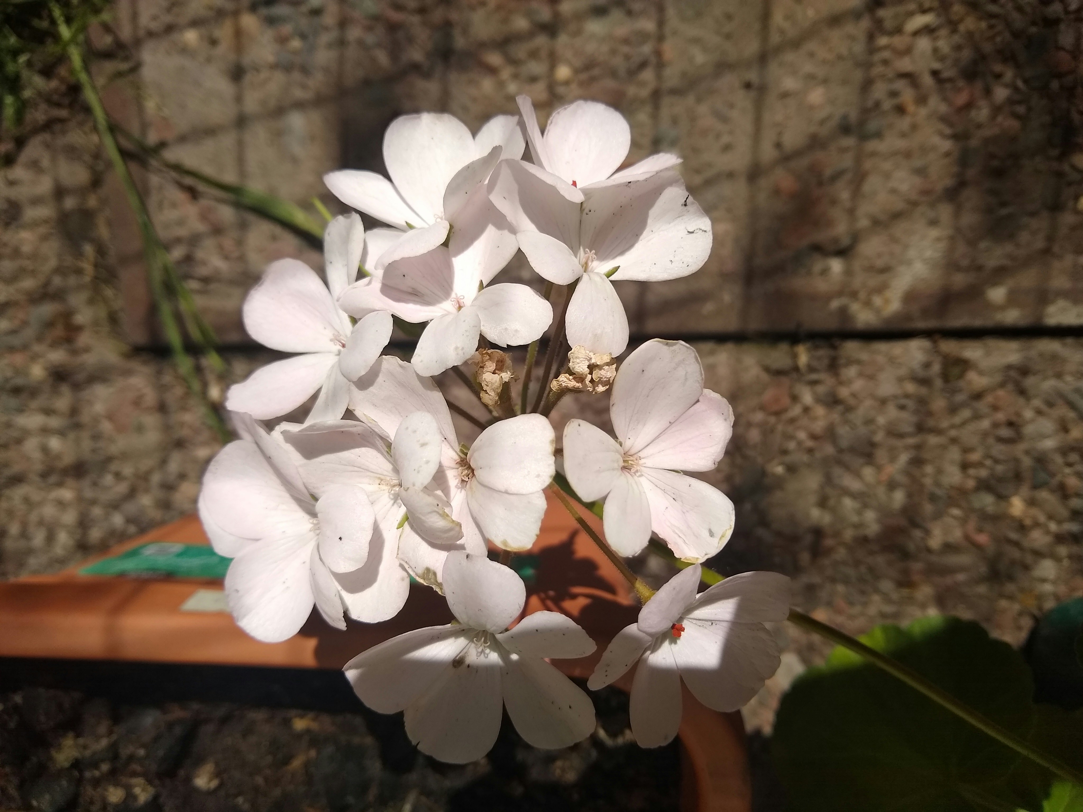 Close-up photograph of white hydrangea blossoms in a pot against a textured wall, with a wooden planter and a green leaf visible.
