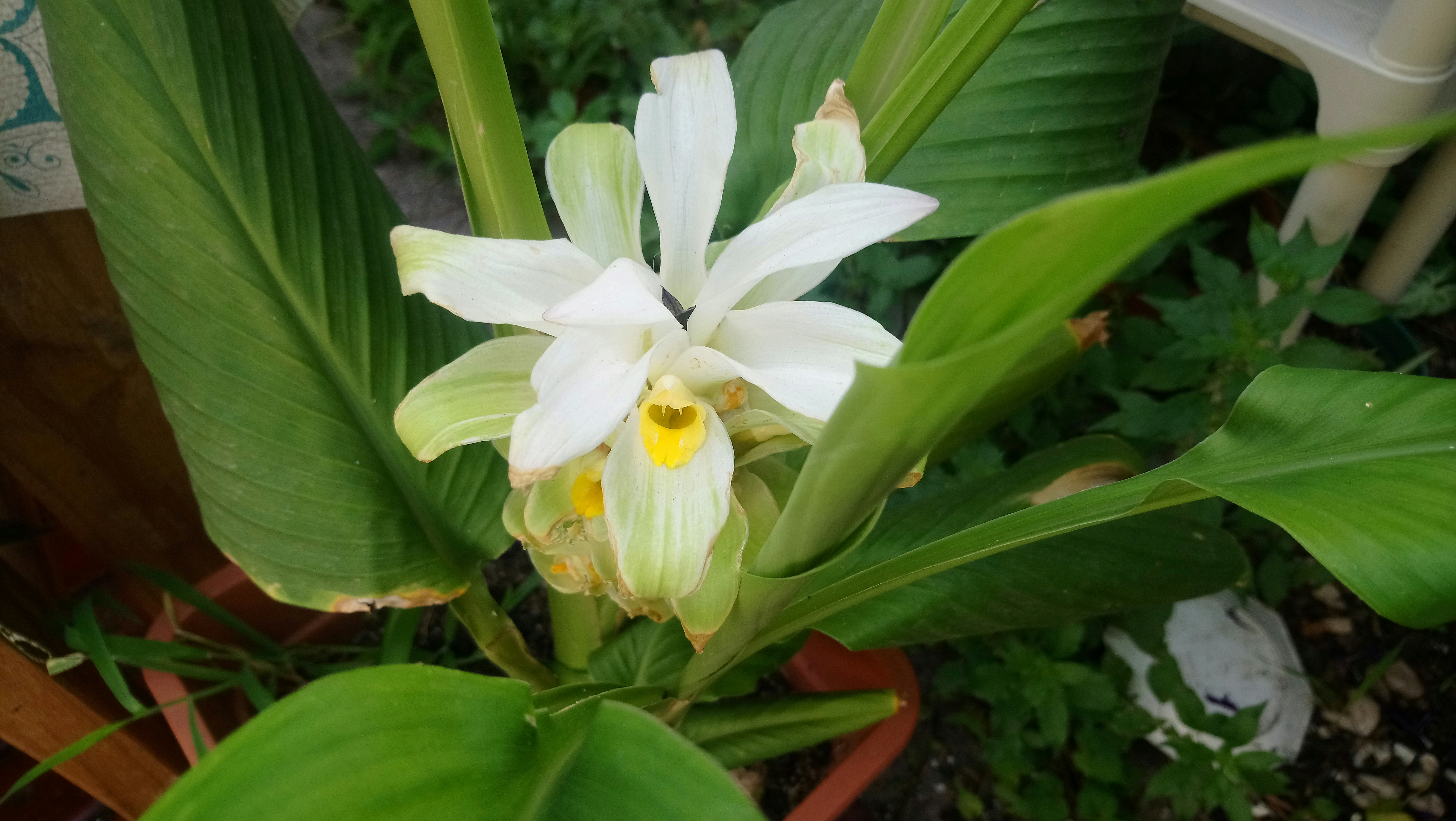 White orchid bloom framed by tropical green leaves