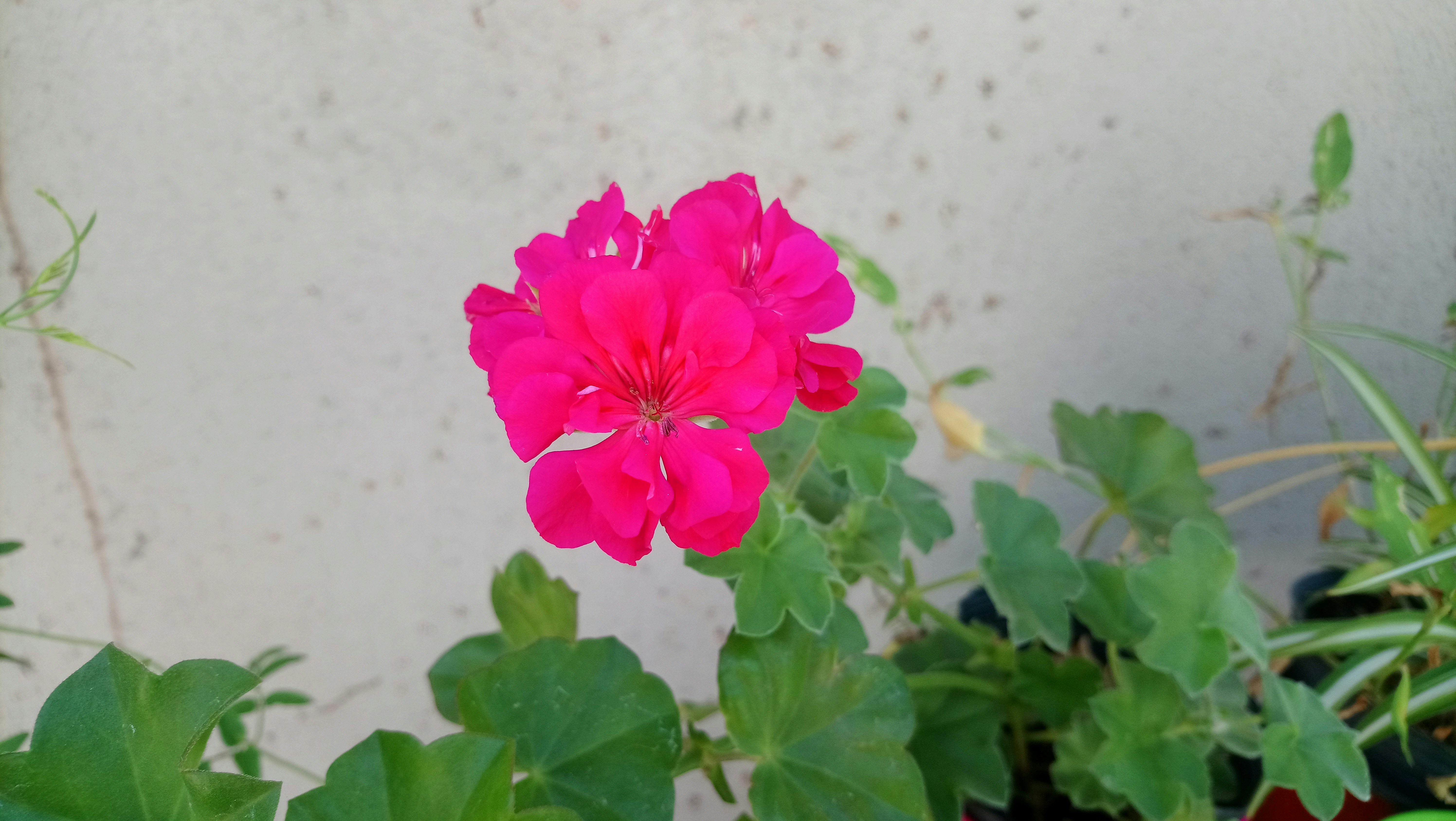 Crimson Geranium Bloom Anchored by a Stark Concrete Wall