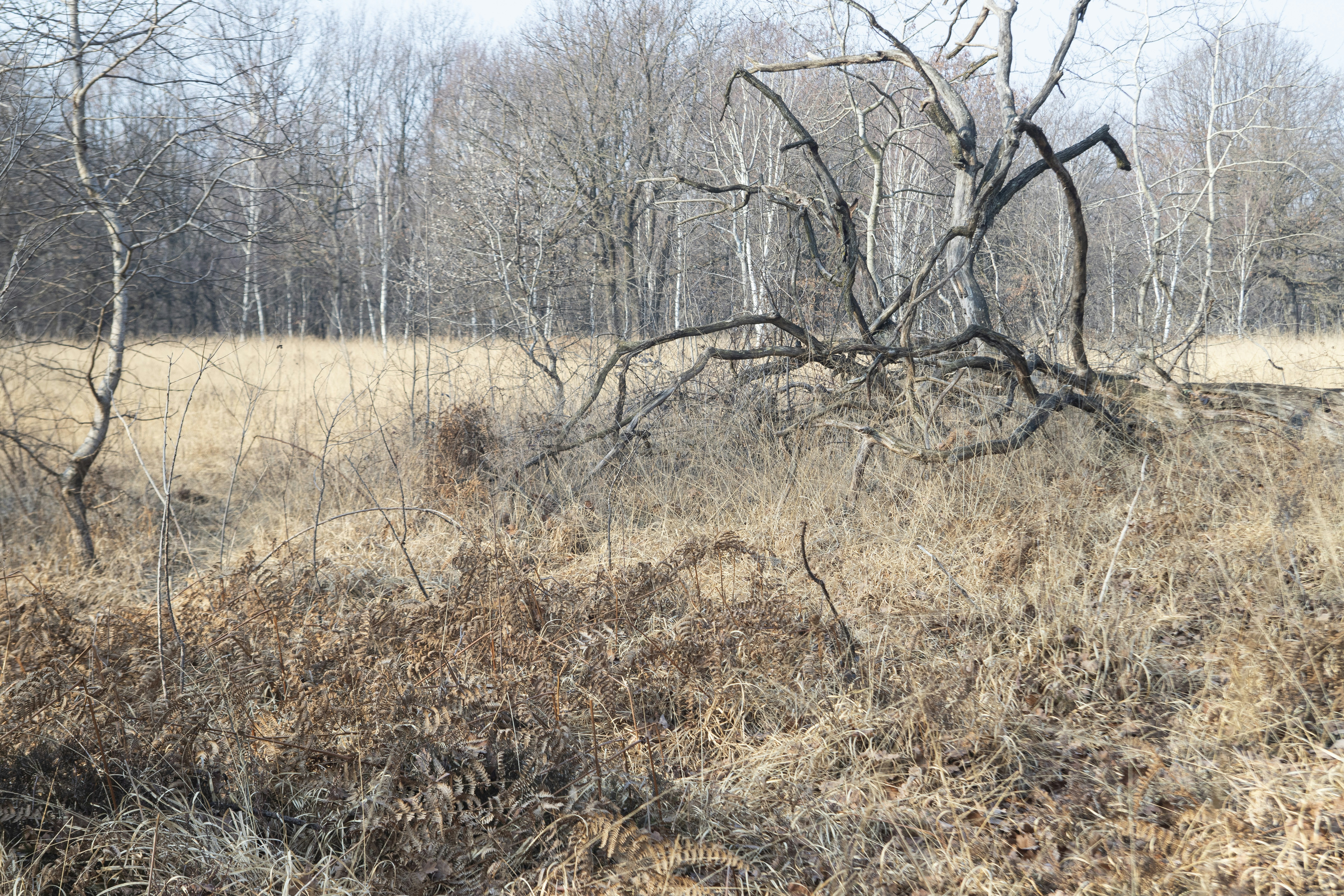 Silent Witness: The Weathered Sentinel