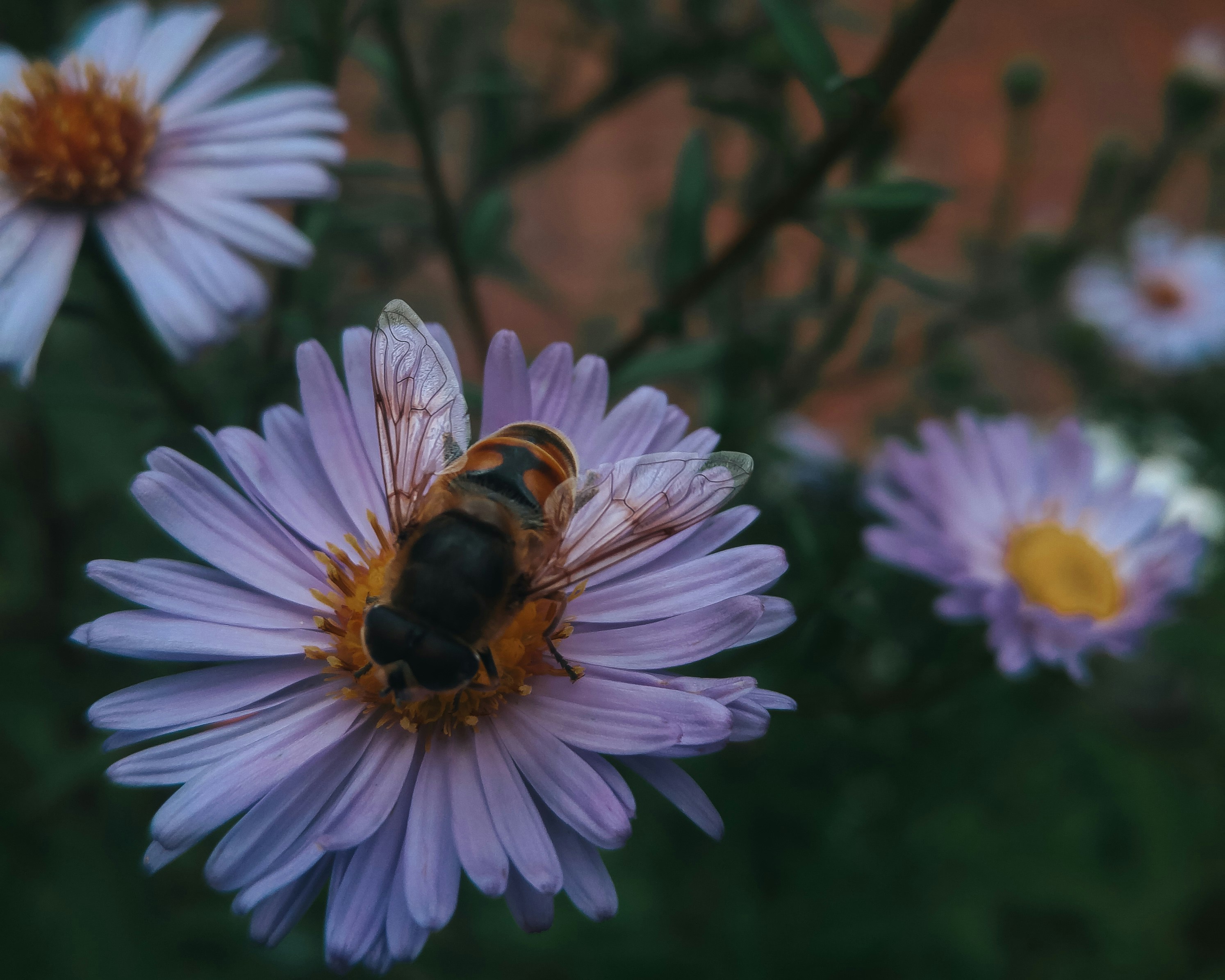 A bee rests on a lavender daisy with a softly blurred green background.