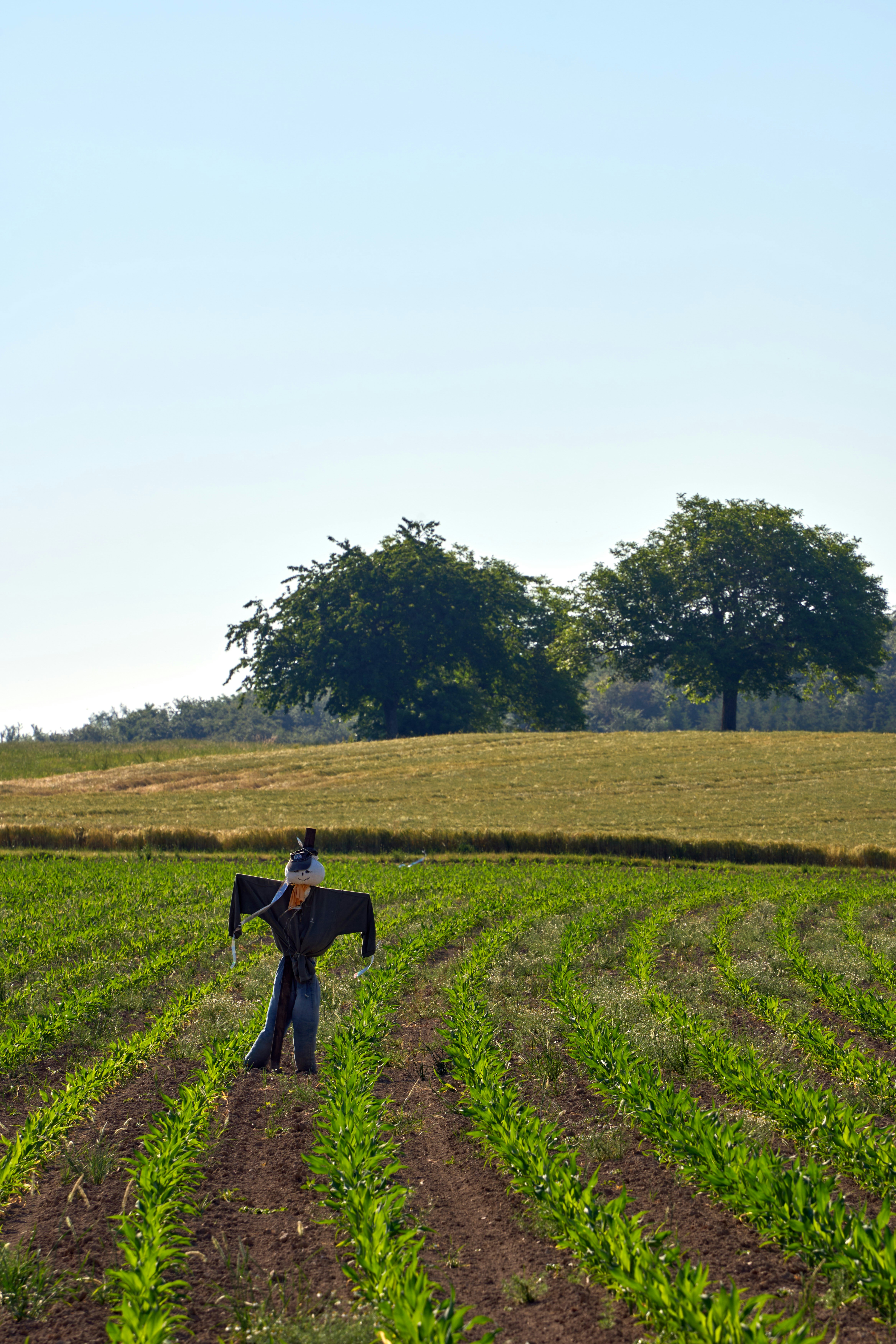 A scarecrow stands amidst rows of vibrant green crops under a clear blue sky, with distant trees framing the serene landscape.