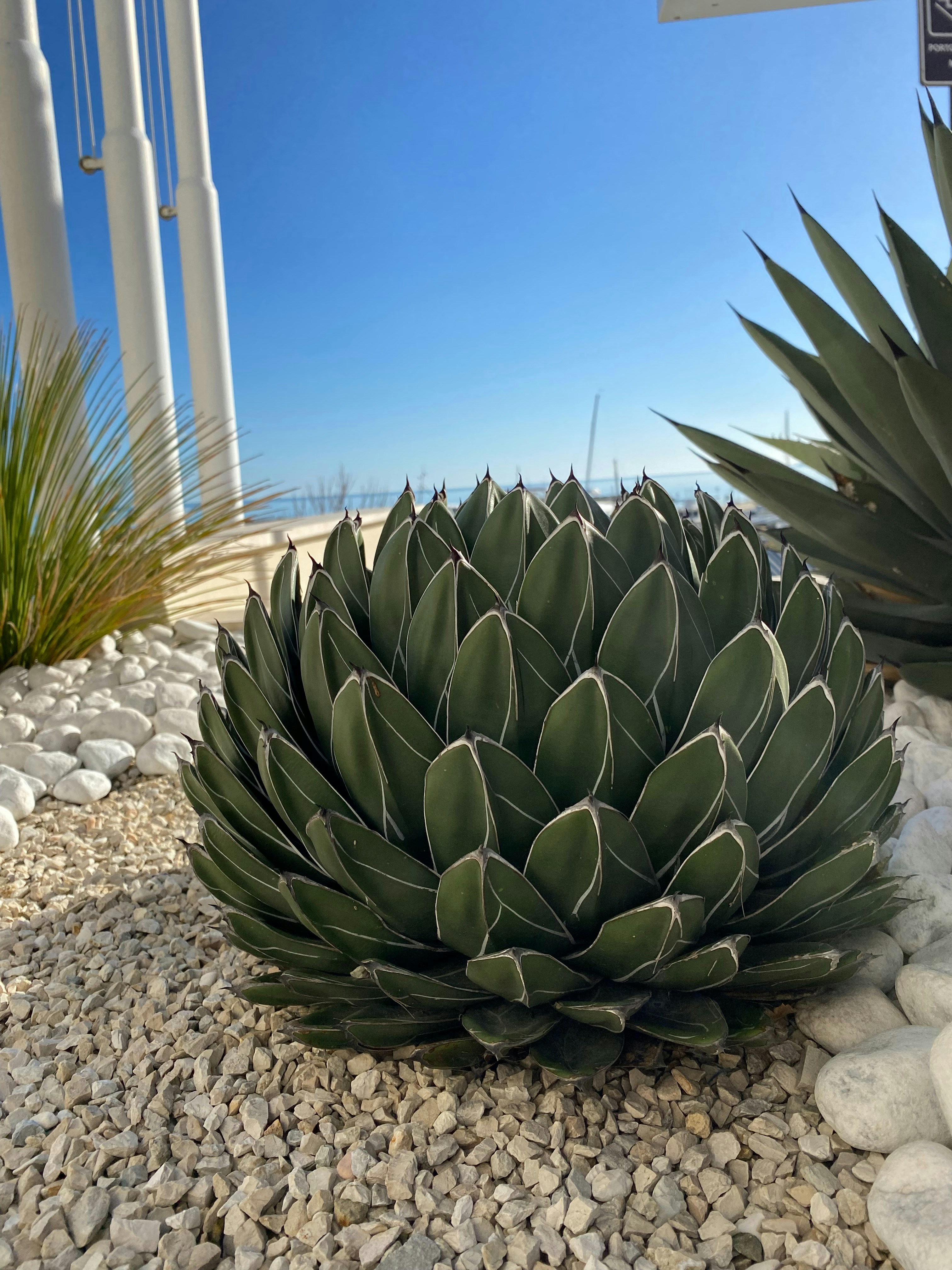 Rosette in Gravel: A close-up of a desert succulent framed by pebbles and blue sky