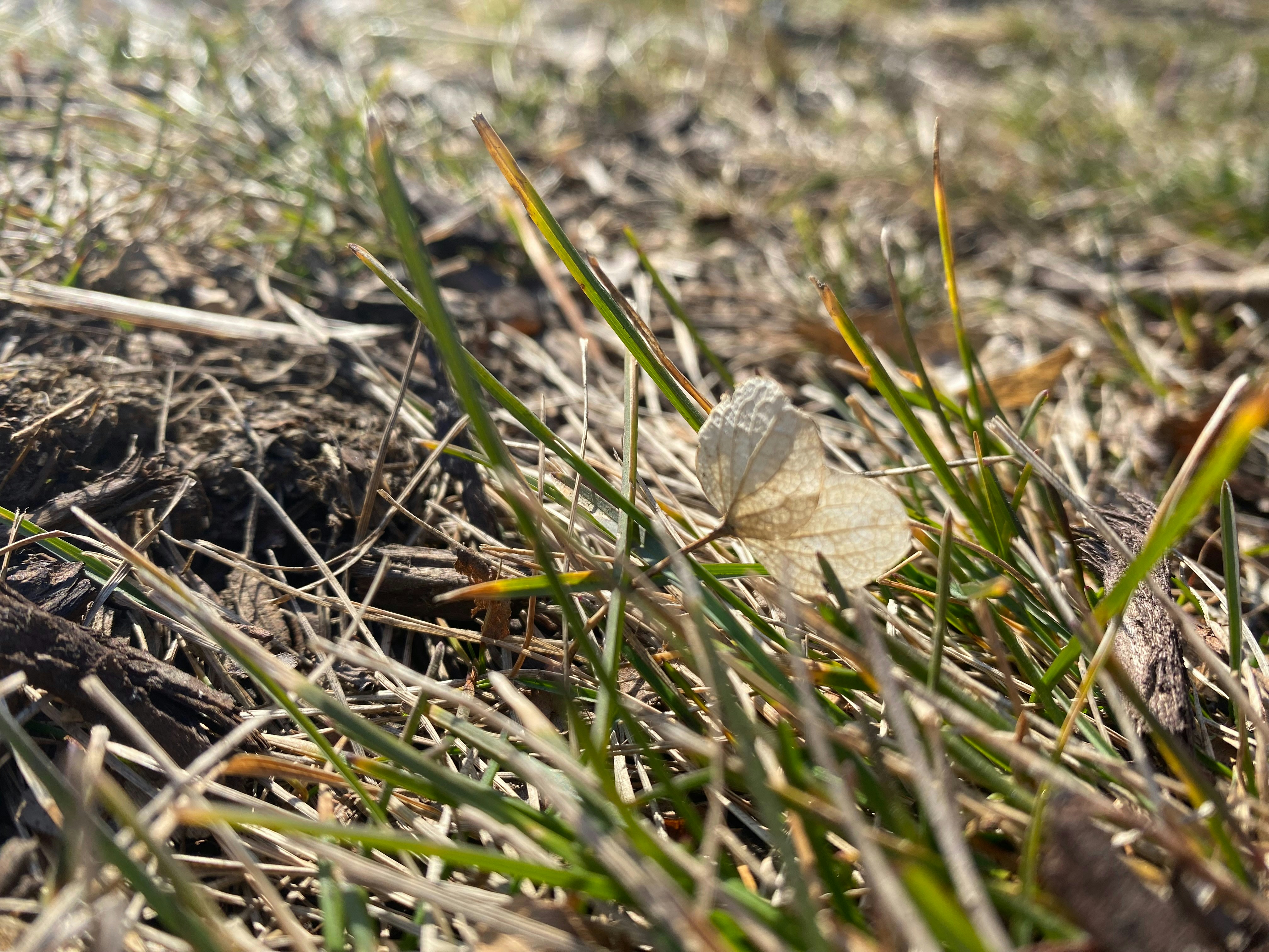 Solitary Leaf in a Grass Corridor: a Micro Landscape in Sunlight