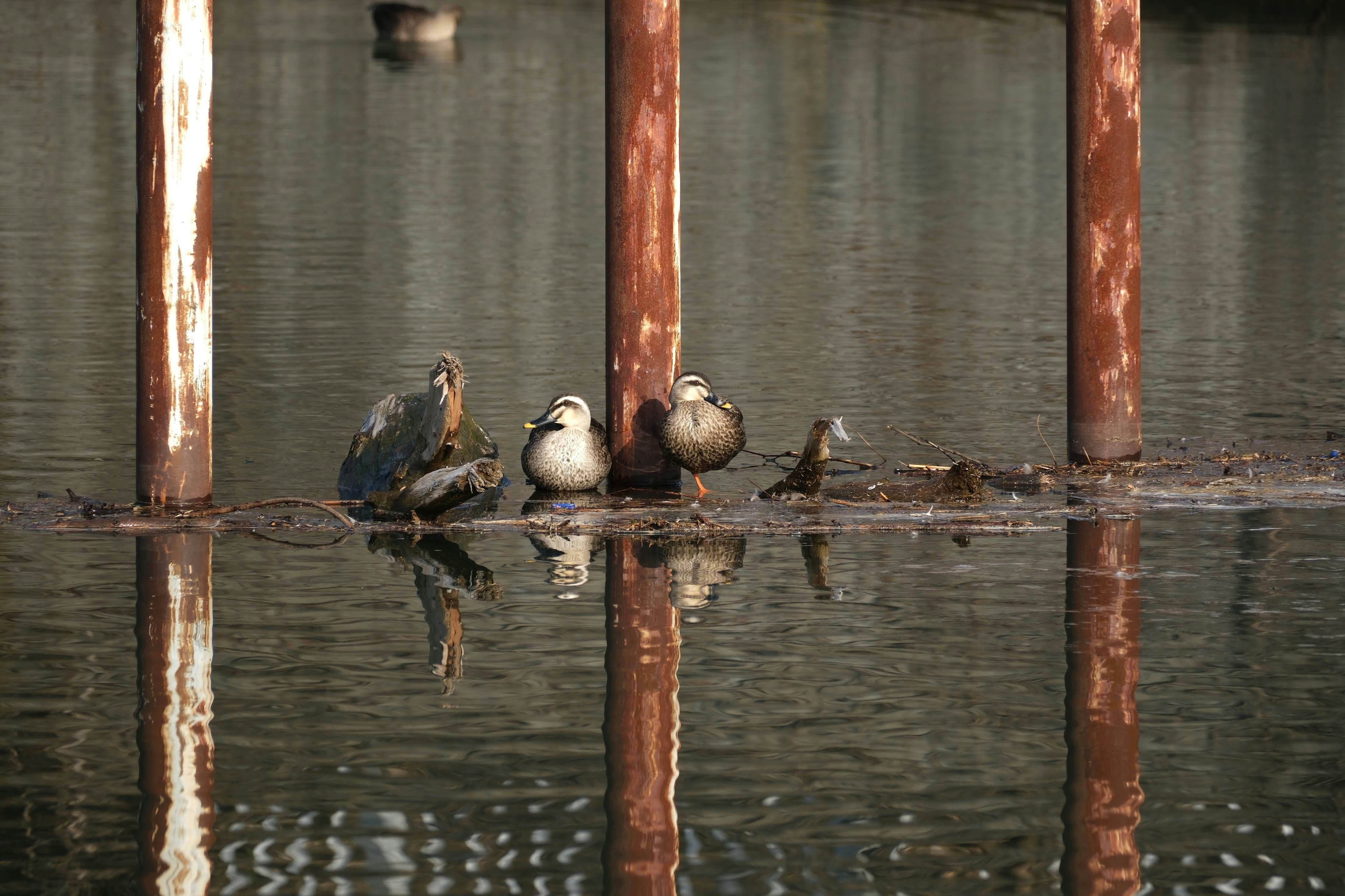 Three Ducks at Quiet Water Under Rusted Beams
