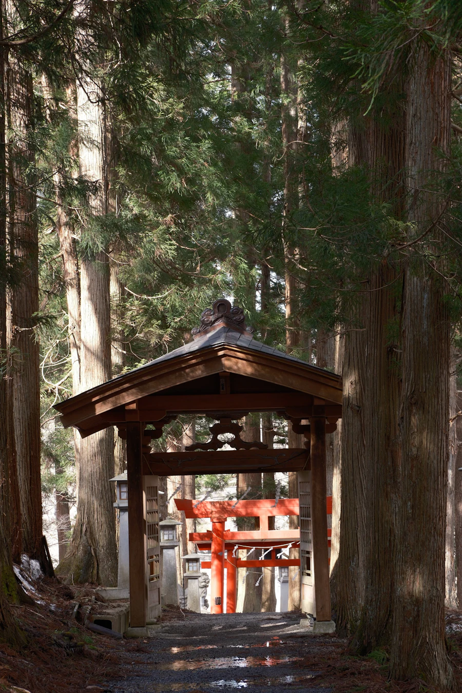 A wooden shrine gate and red torii stand along a shaded path in a dense cedar forest. Sunlight filters through the tall trunks, creating patches of light on the ground.