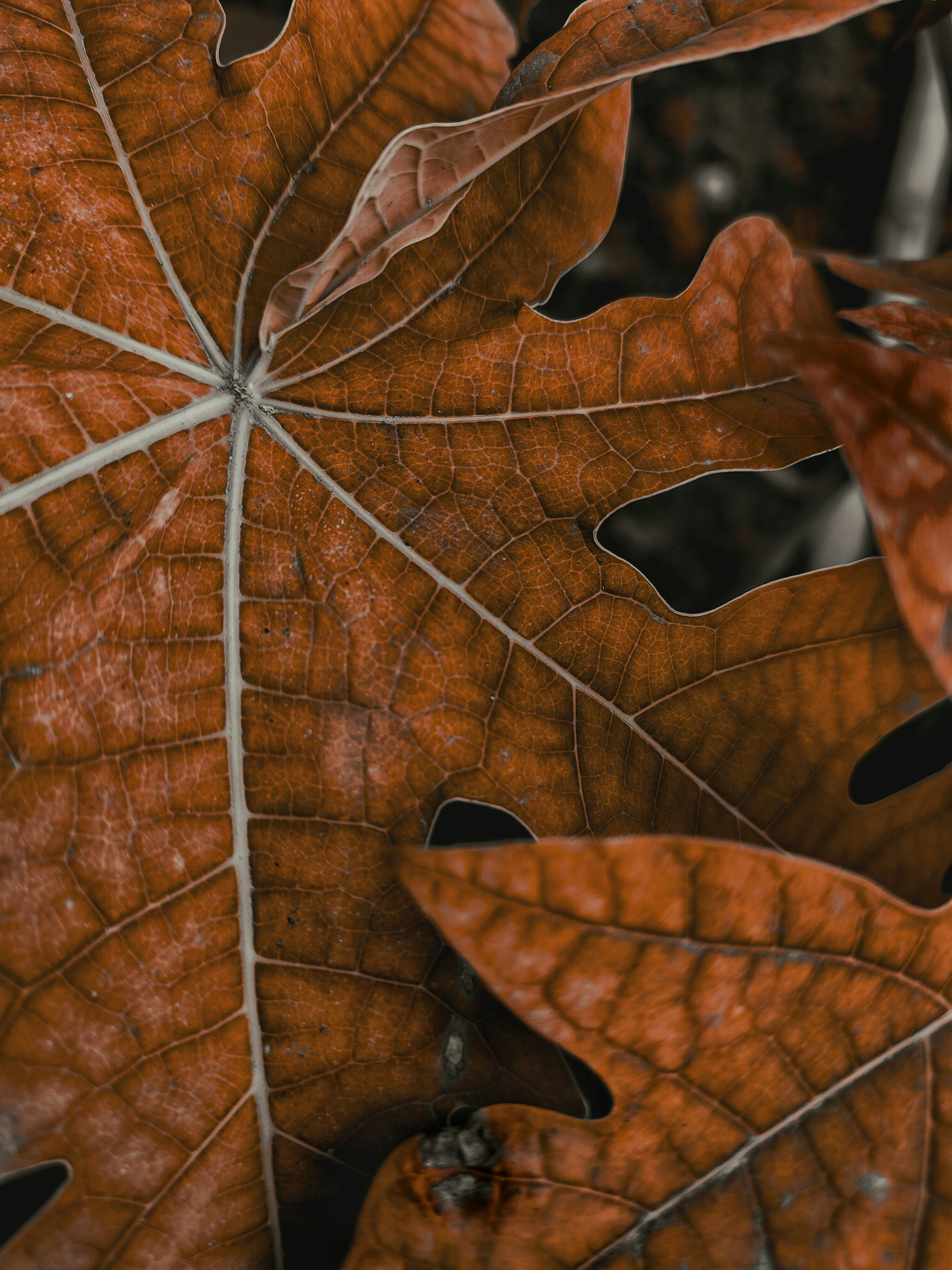 Close-up photograph of a rust-red autumn leaf, highlighting its prominent pale veins and torn edges.