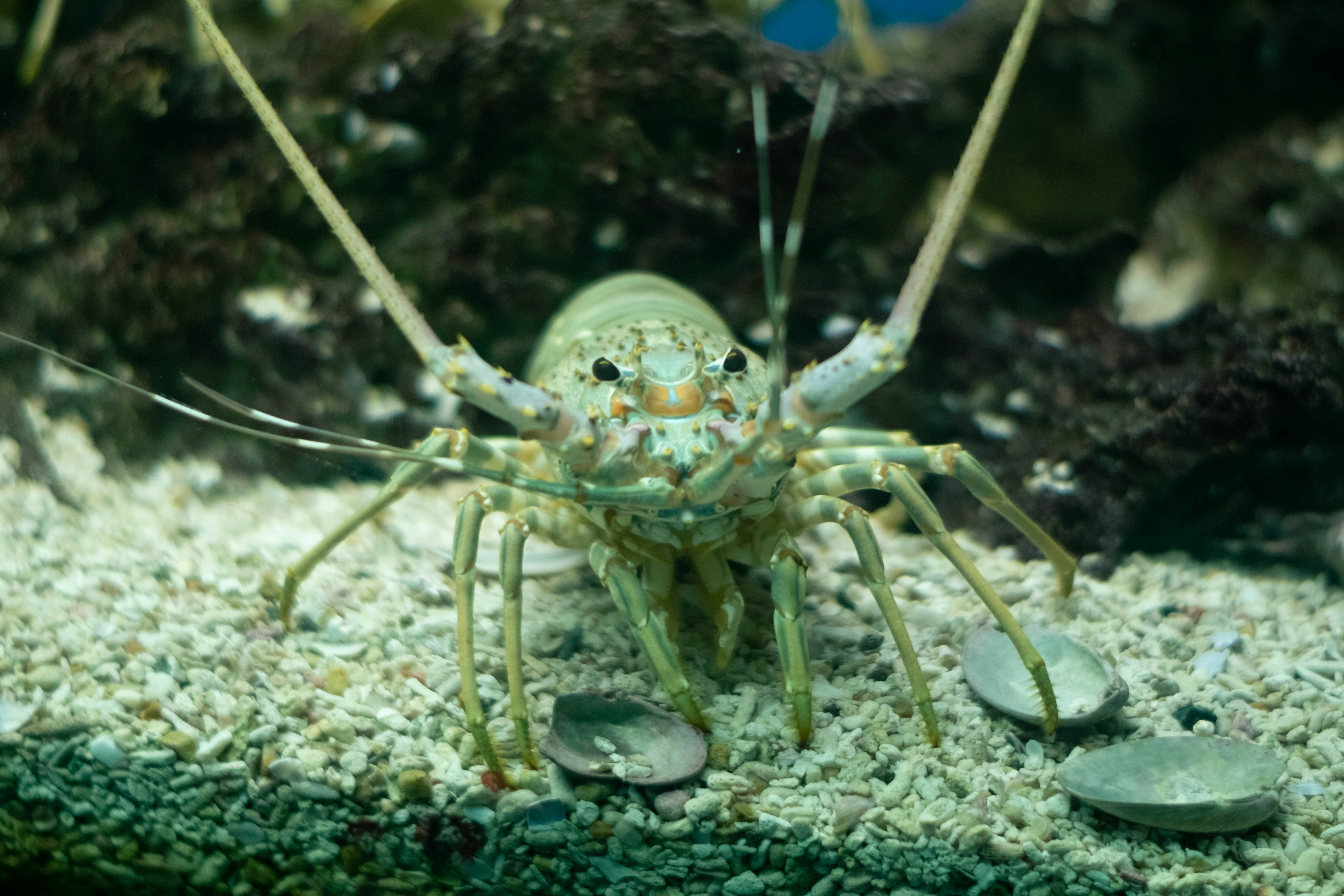 Lone Shrimp Sentinel on a Pebble Stage