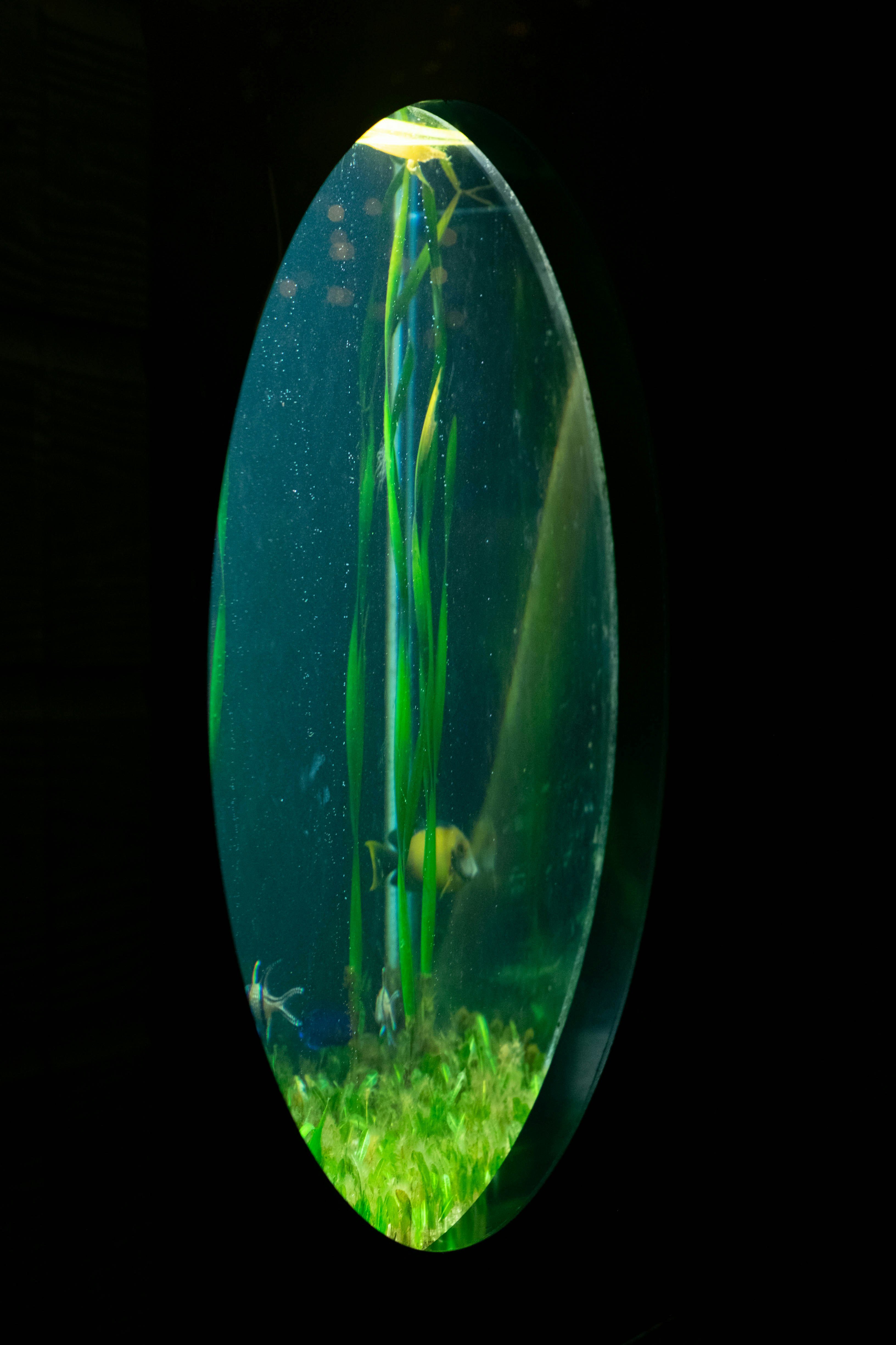 Verdant Stalks Through a Circular Glass Window