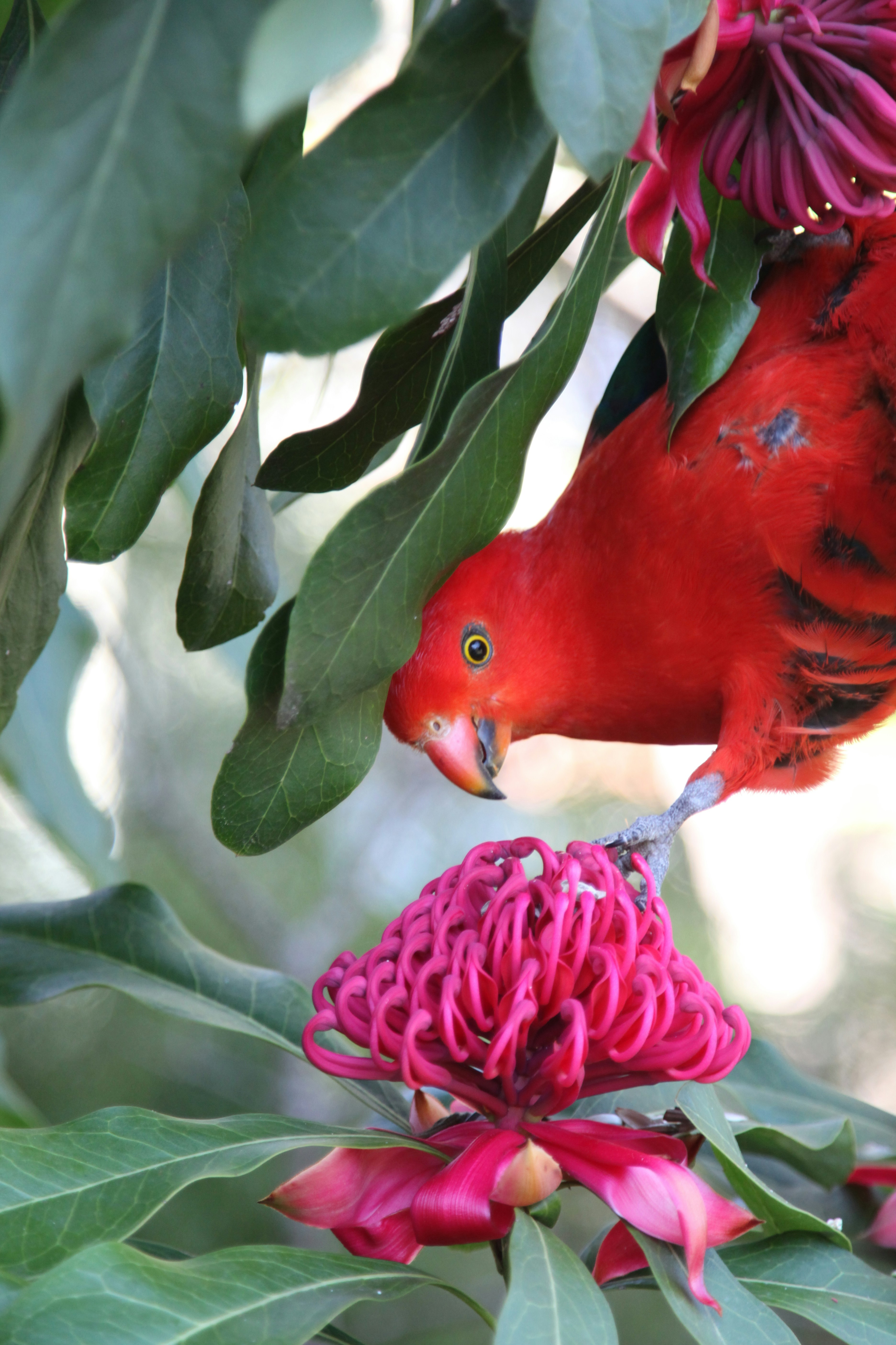 Crimson Rosella Nuzzles a Magenta Blossom