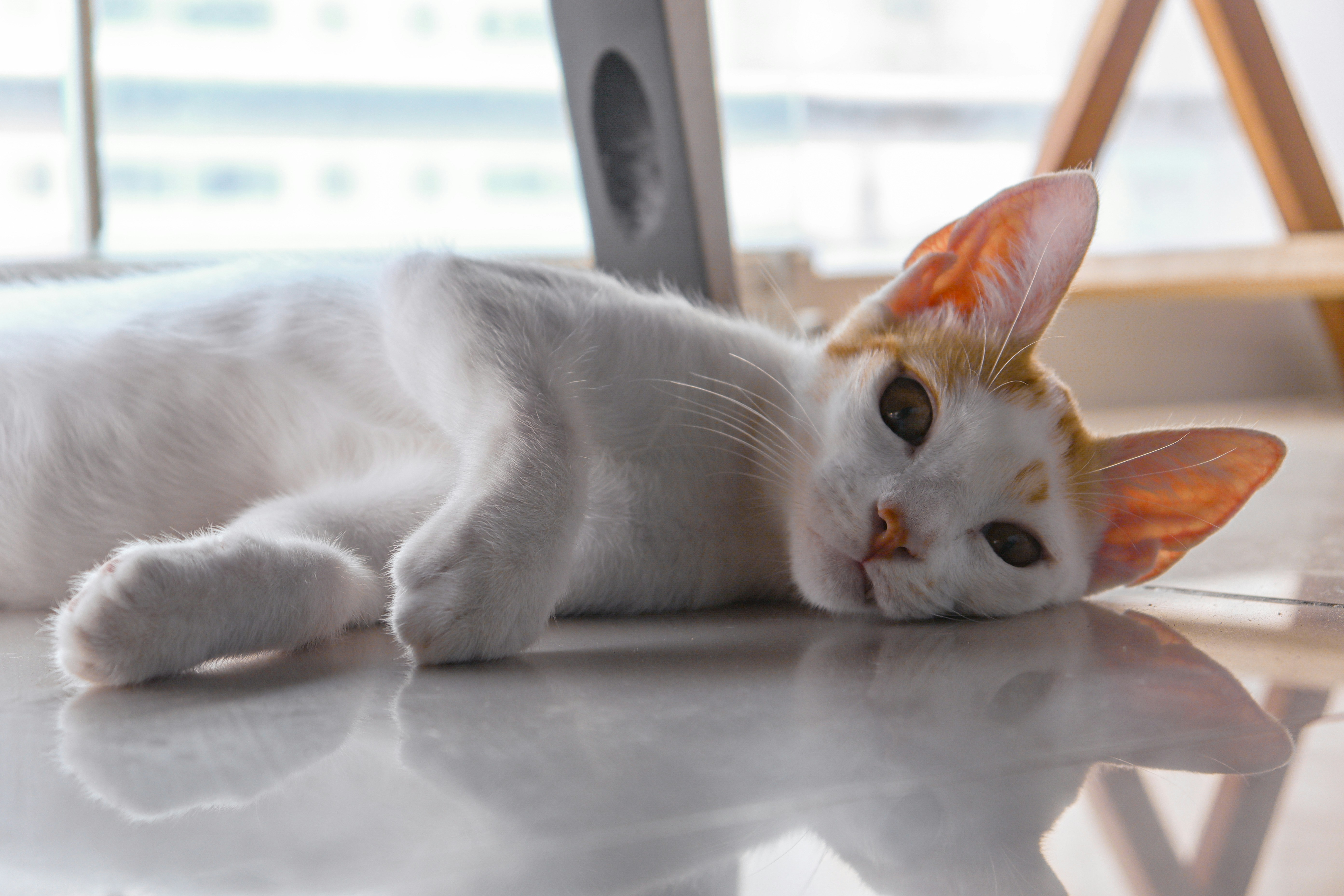 Sunlit Stillness: White Cat Reposing on a Reflective Tile Floor