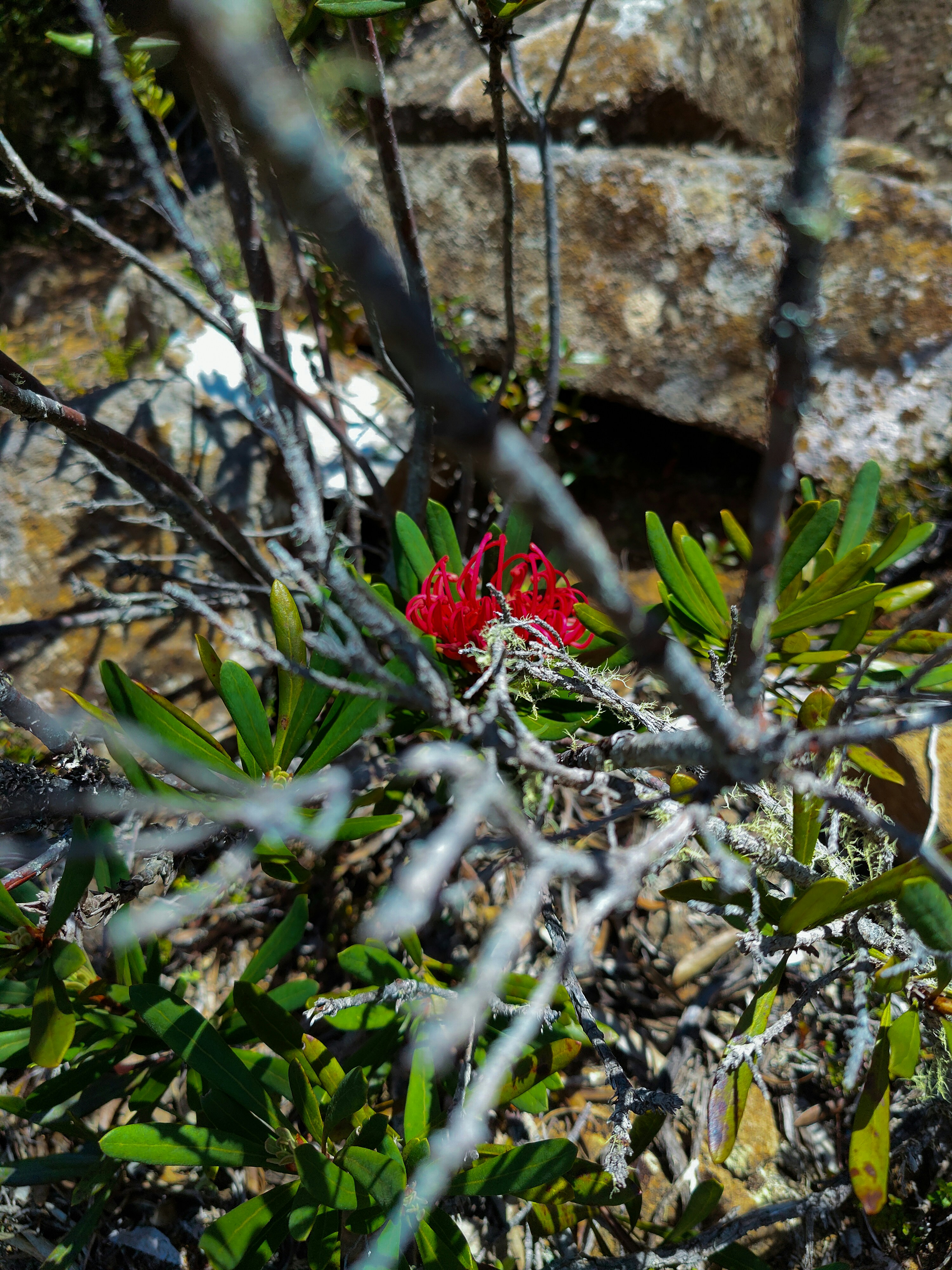 Une fleur rouge pousse dans une zone rocheuse photo – Image gratuite de ...