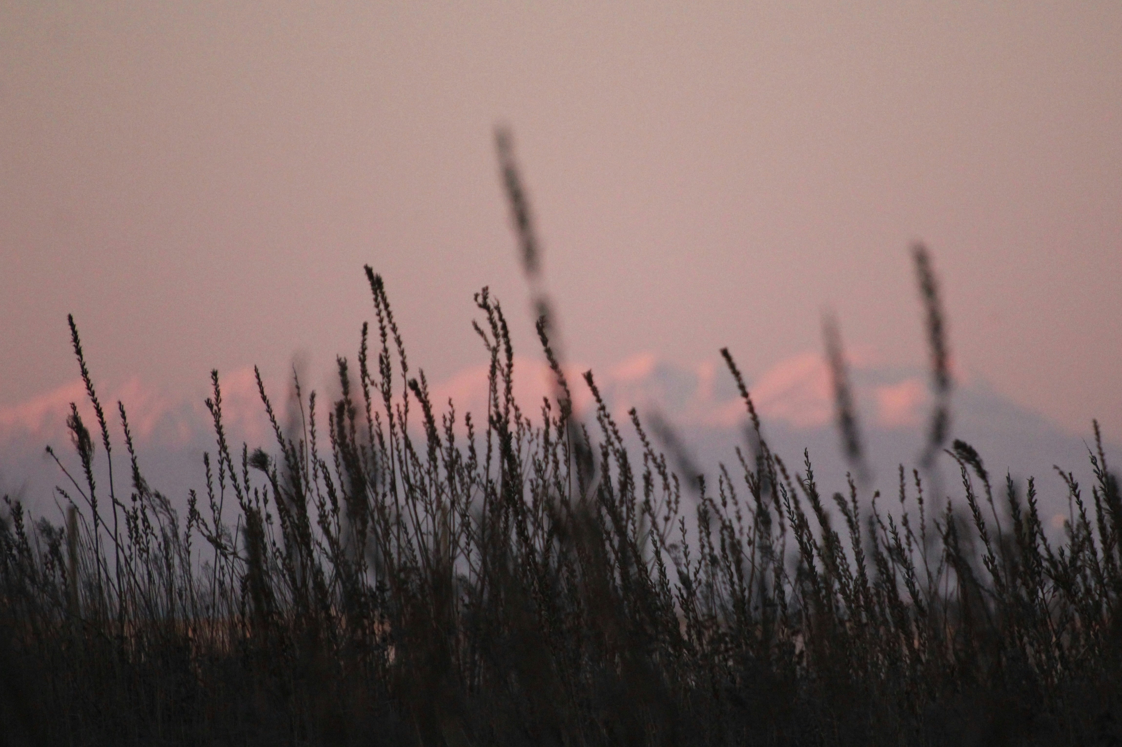 Silhouetted tall grass against a soft pink sky with distant mountains.
