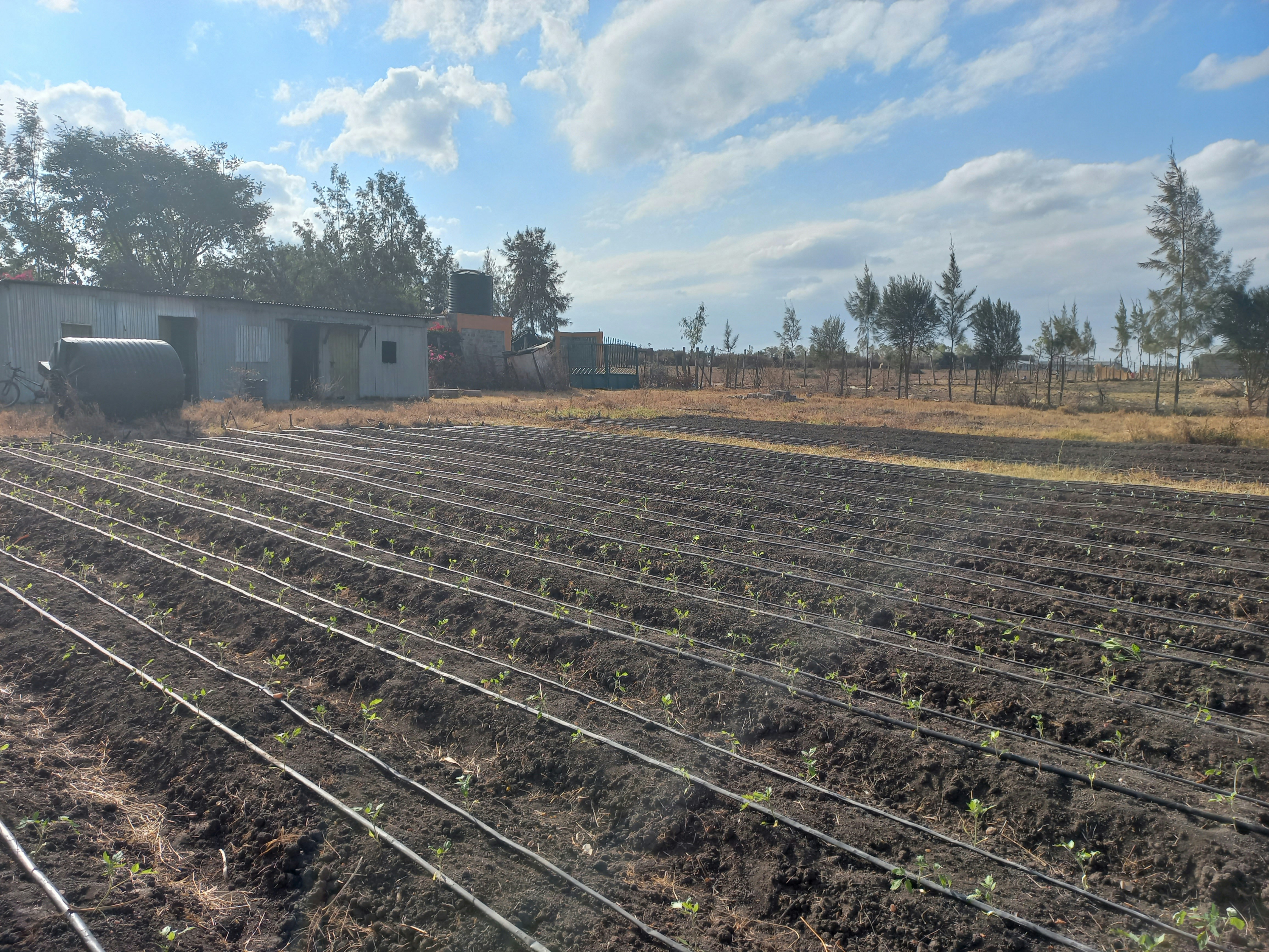 Rows of young crops in a rural field with a shed and trees on the horizon under a partly cloudy sky.