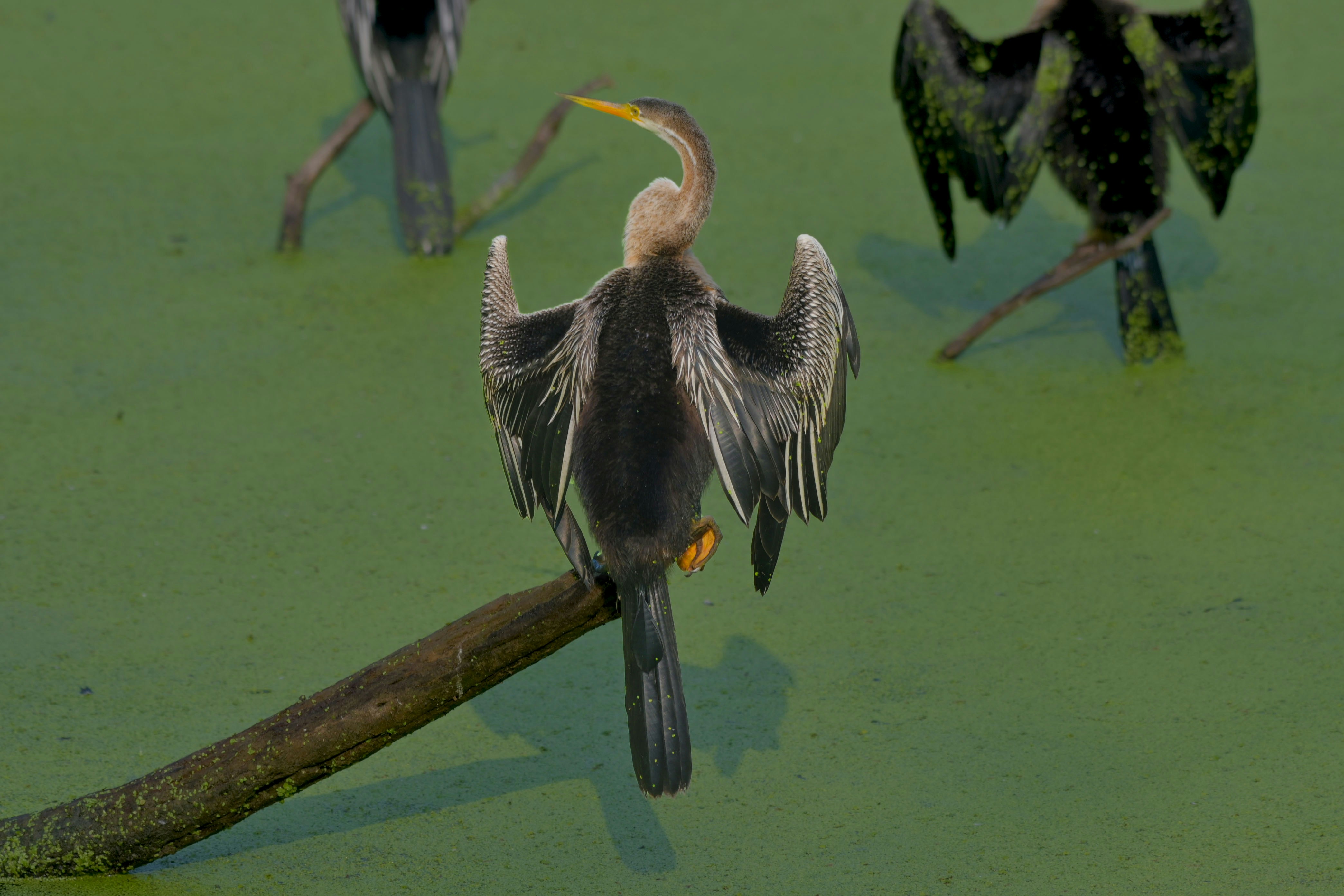 Winged Pause on a Malachite Pond Log