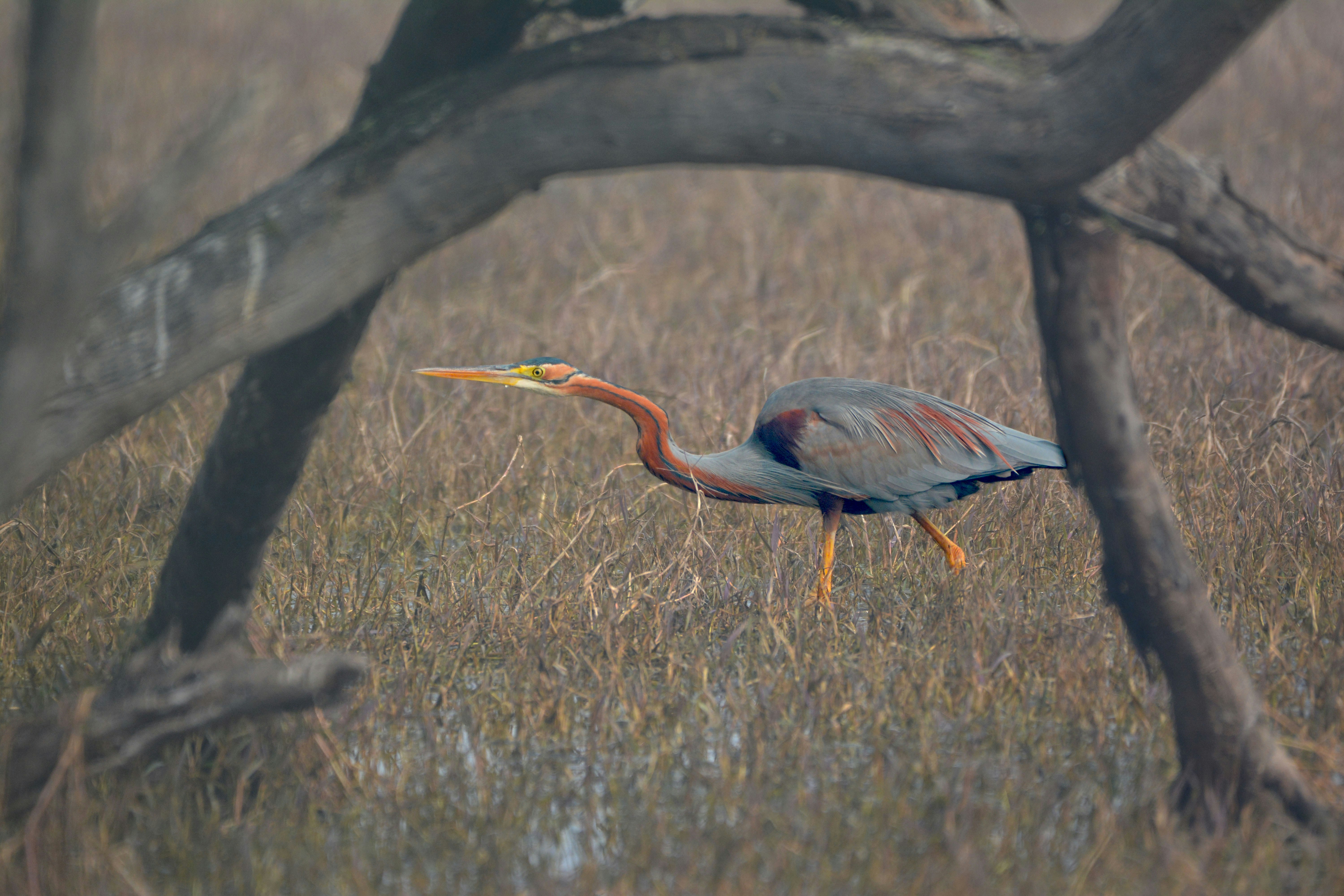 Purple heron poised among tall grass, framed by tree limbs, in a wetland setting.