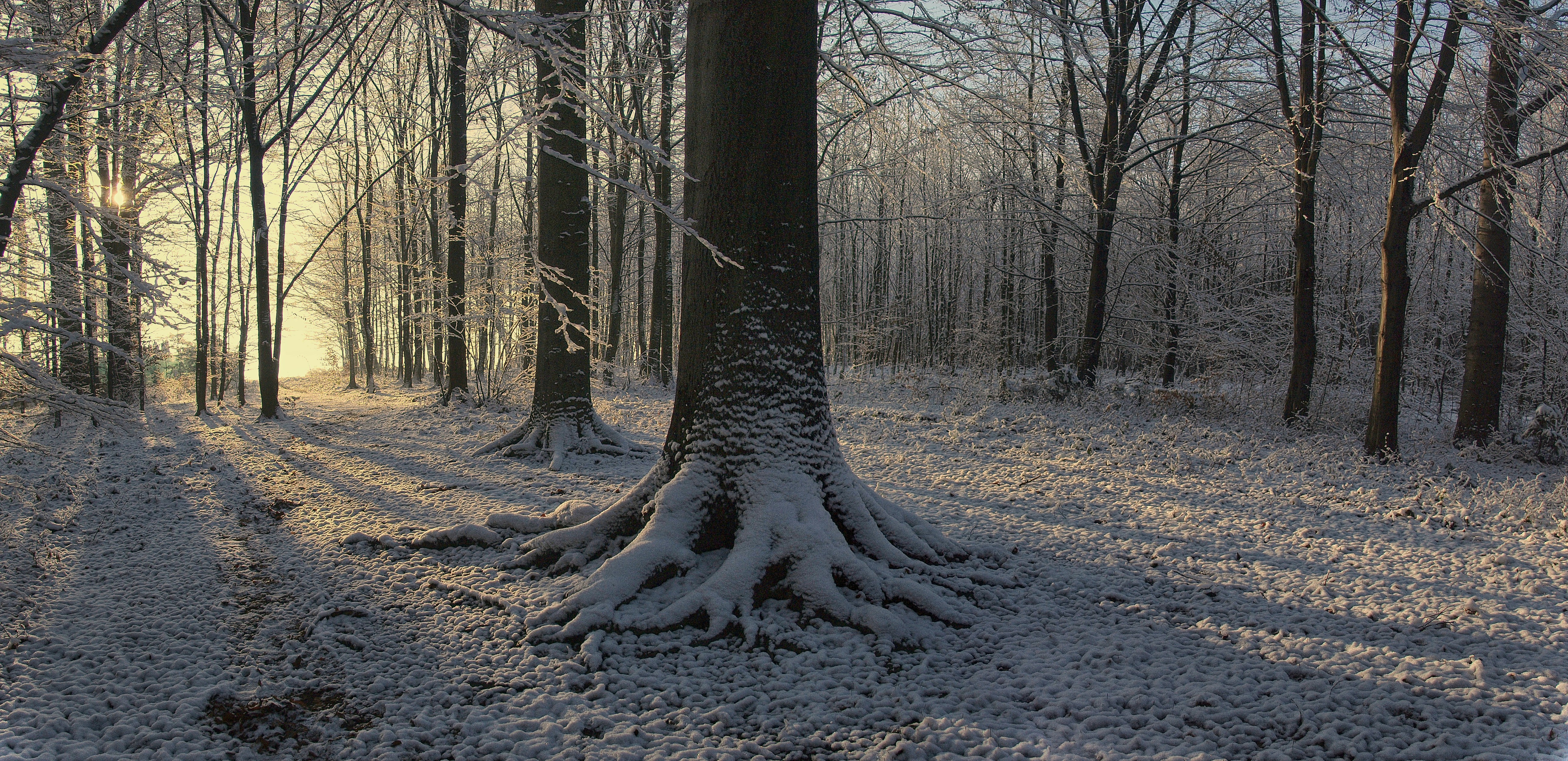 Snow-dusted forest floor with a prominent tree trunk and exposed roots, bathed in pale winter sunlight.