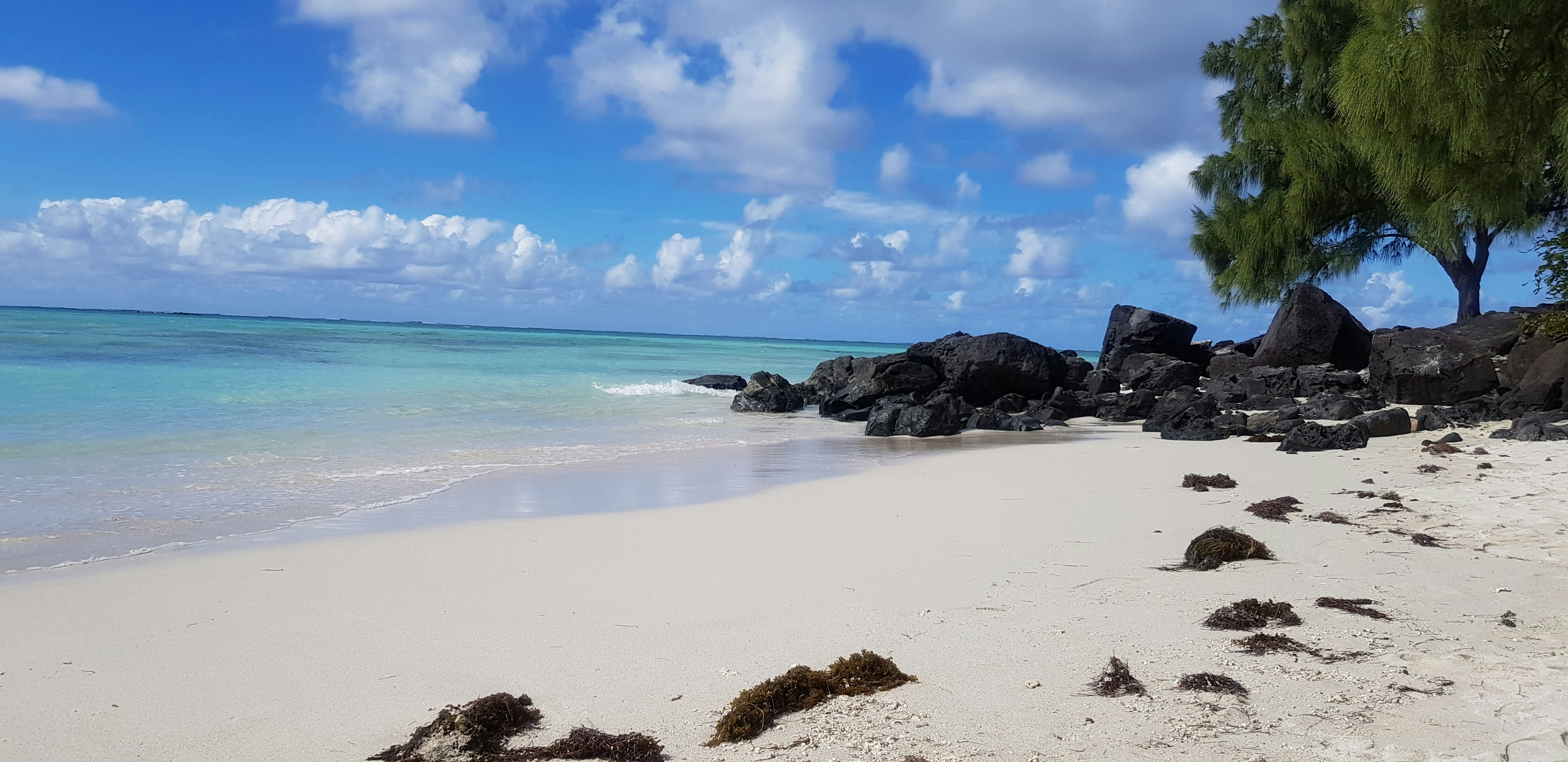 A beach with rocks and a tree on it photo – Free Mauritius island Image ...