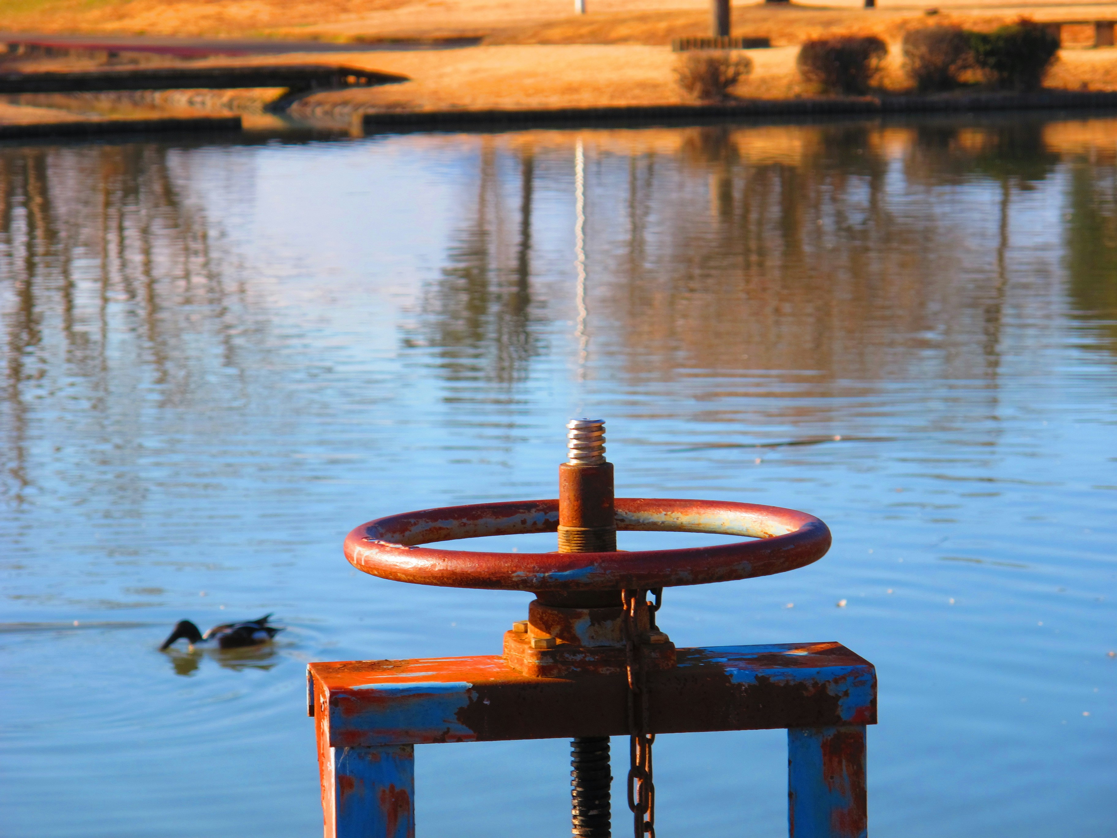A duck swimming in a lake next to a rusted pipe photo – Free 風景 Image ...
