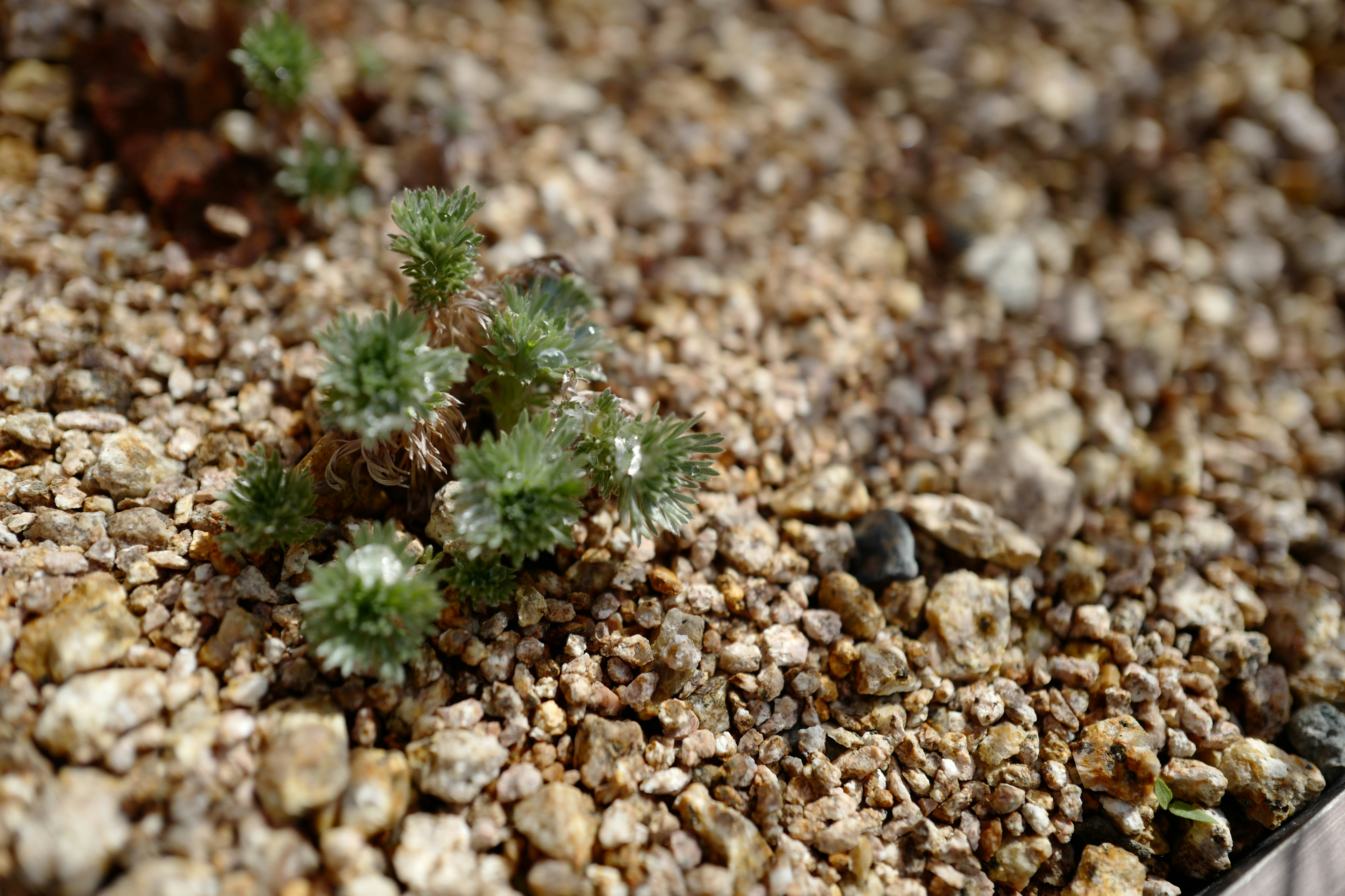 Green Tuft in a Pebble Garden