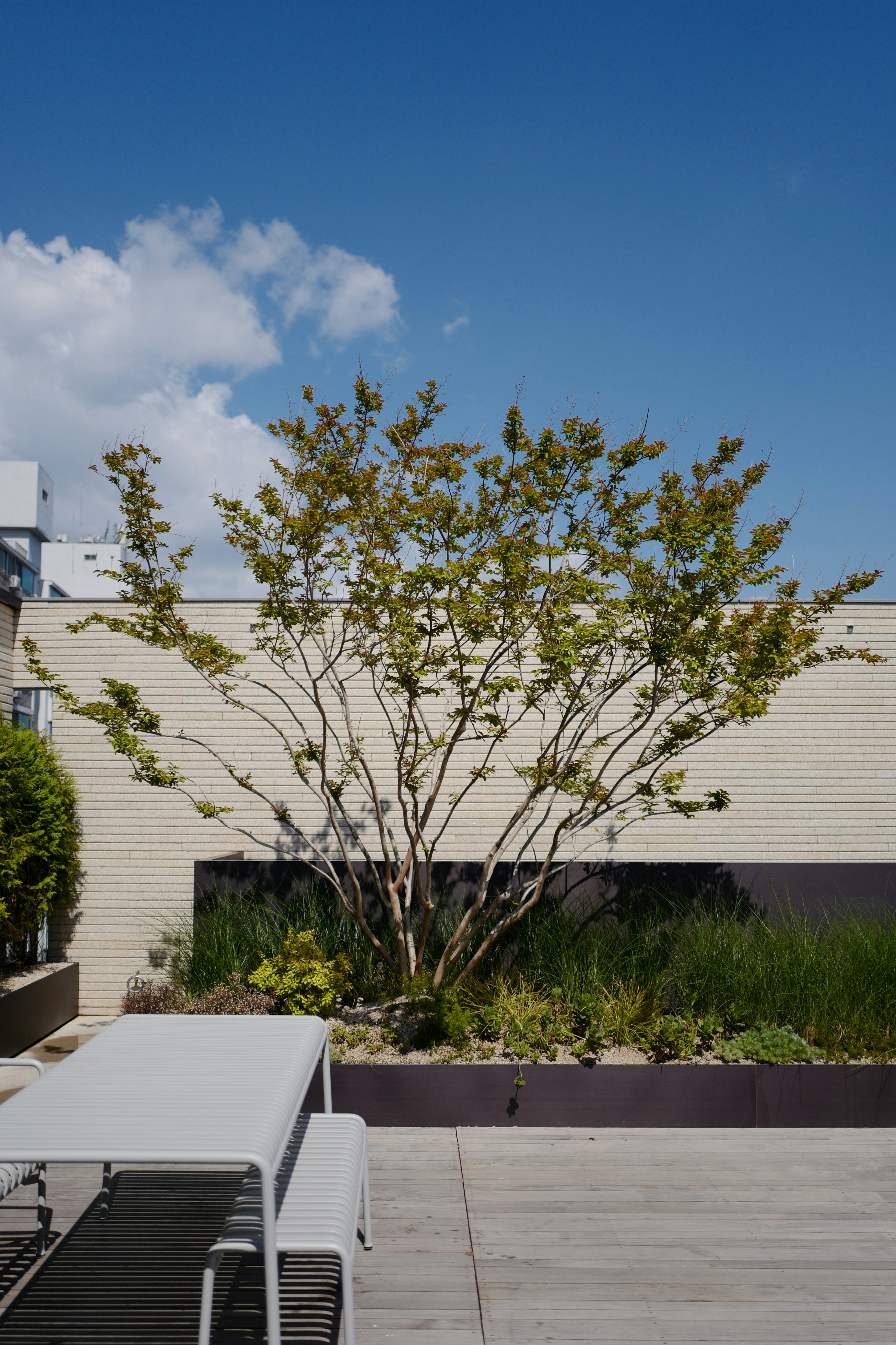 Rooftop Canopy: A Tree Framing Sky Above Modern Lines