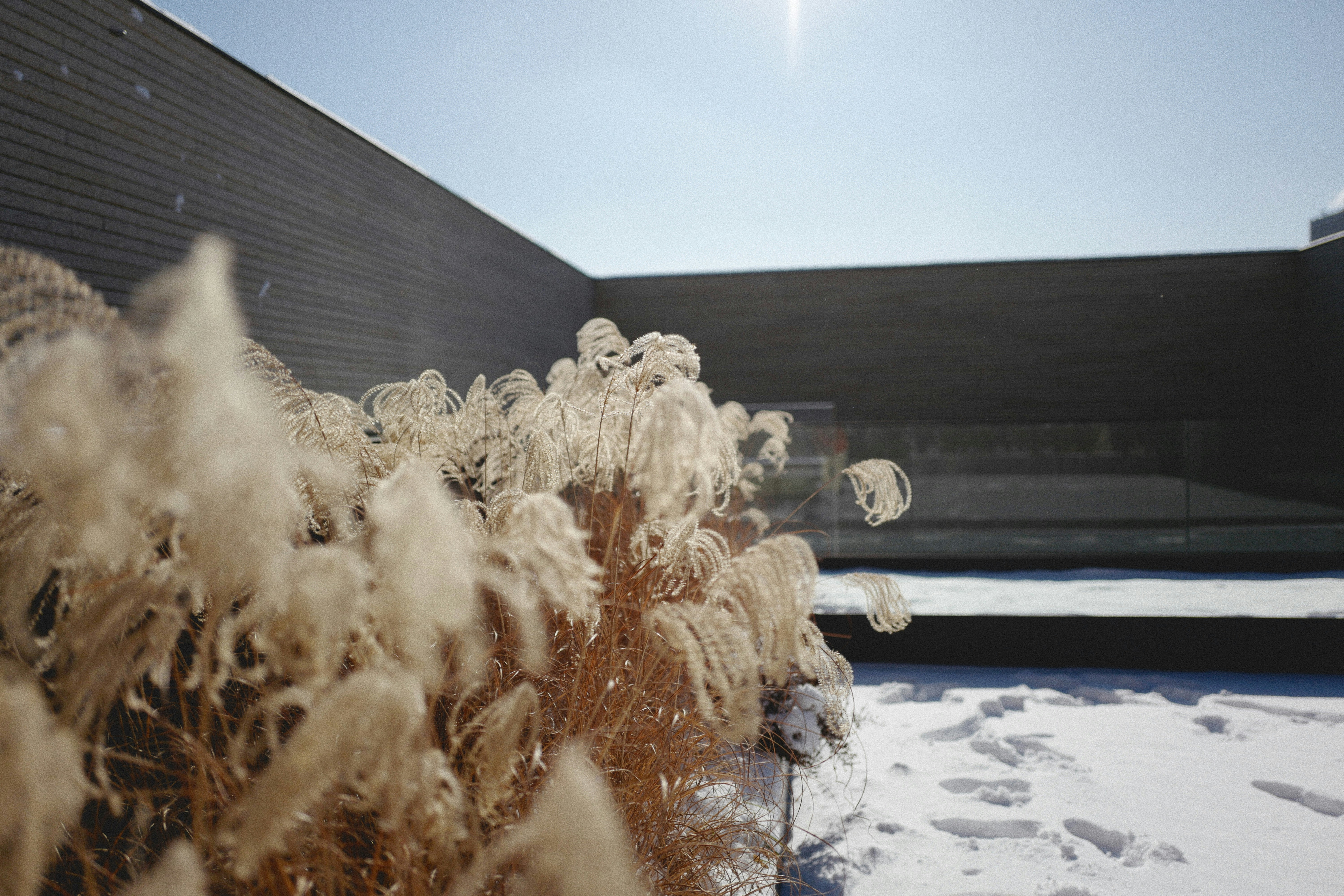 Winter Pampas Grasses Tame the Geometry of Light