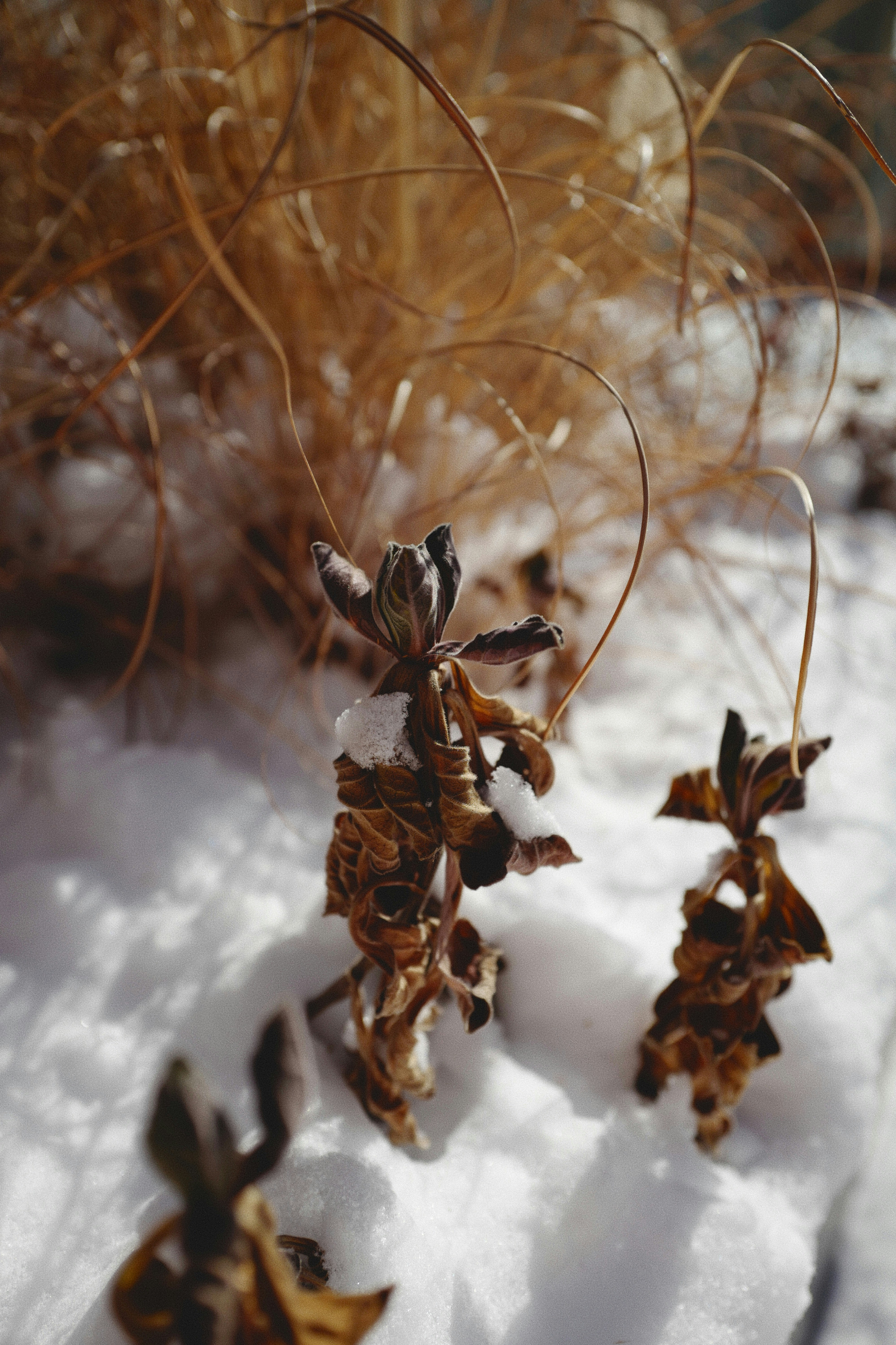 Winter has come, the snow has fallen, and the flowers have wilted.