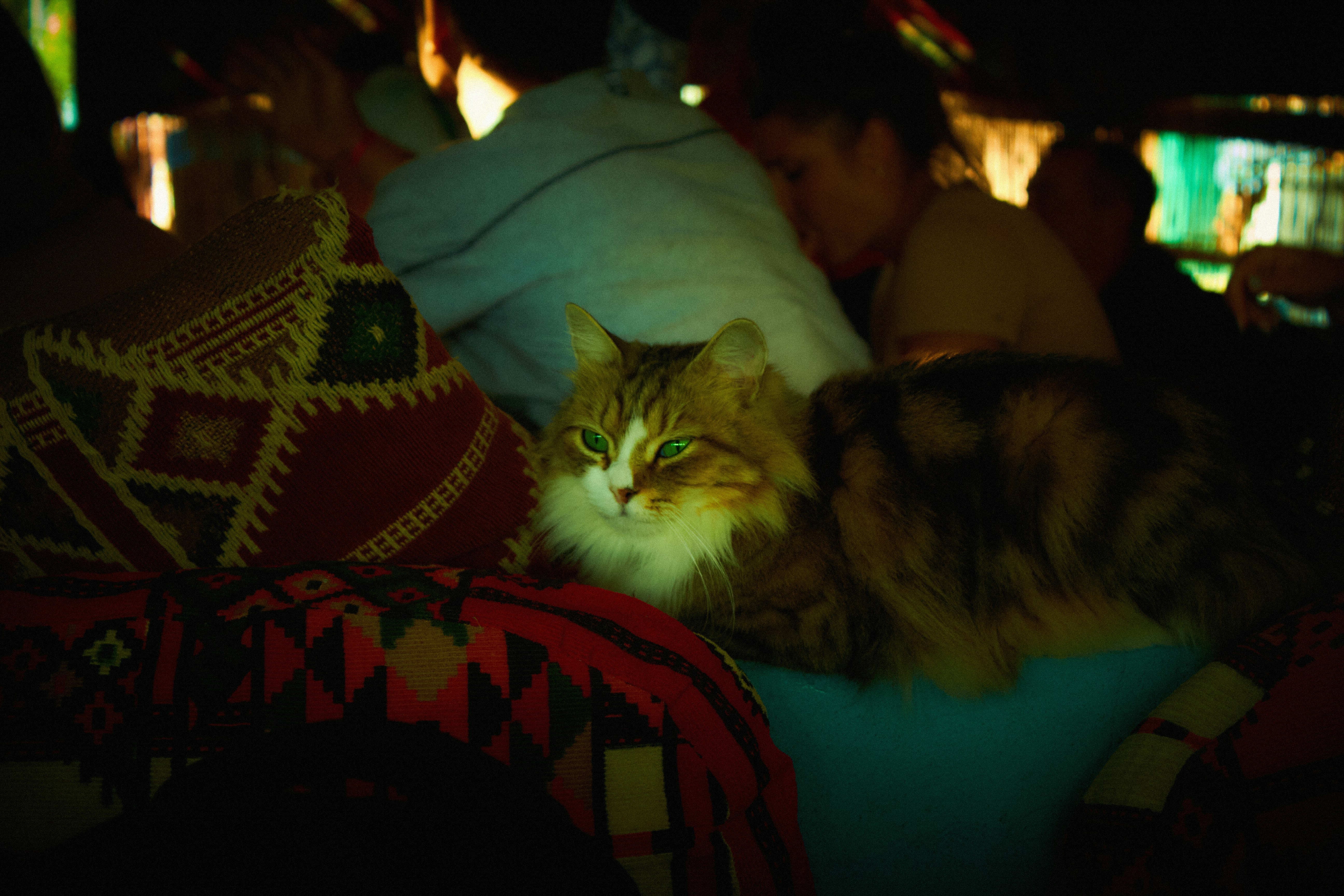 Midnight Purr on a Diamond Quilt Beneath Ambient Lounge Light
