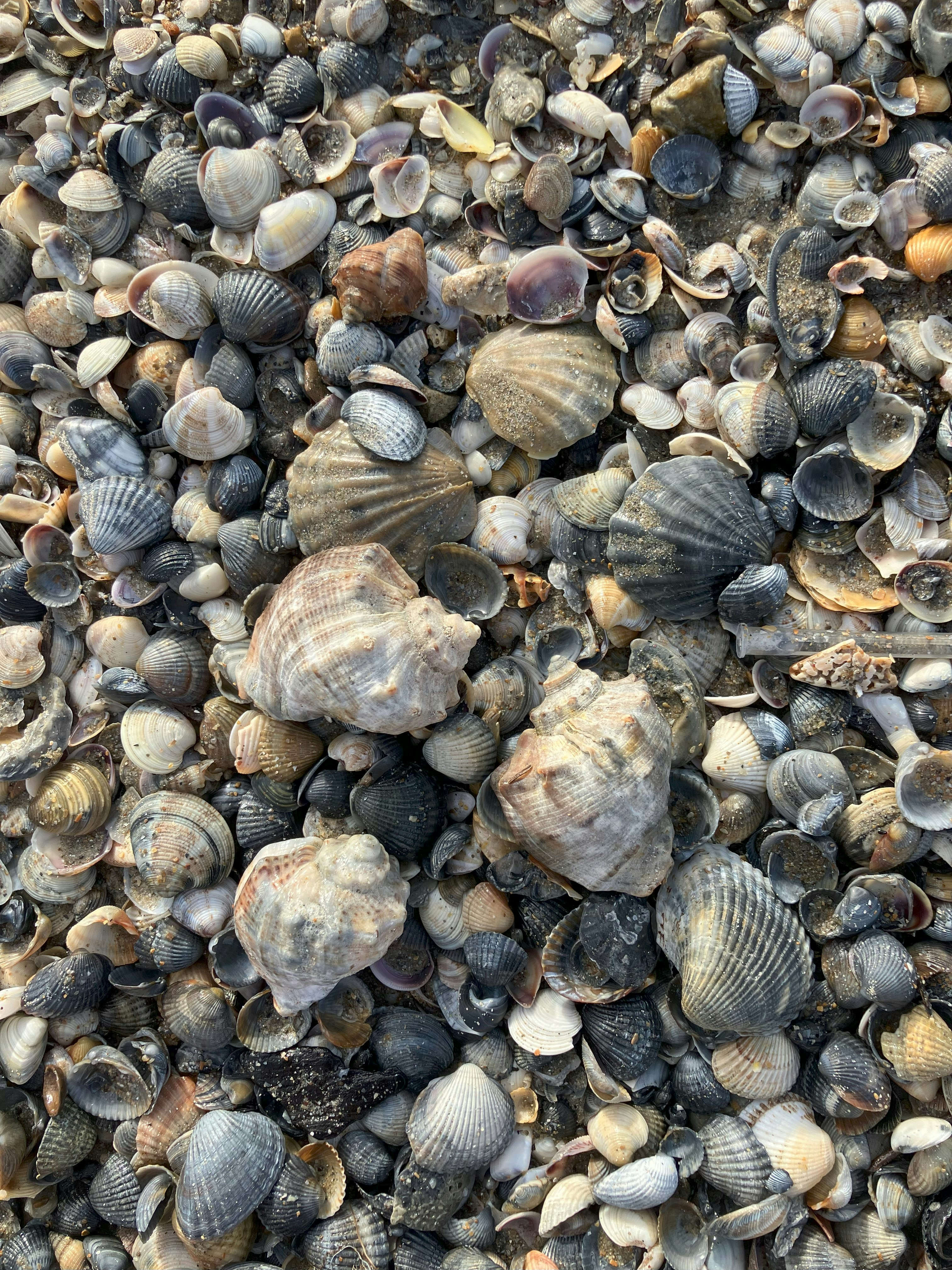A bunch of seashells that are laying on the ground photo – Free Animal ...
