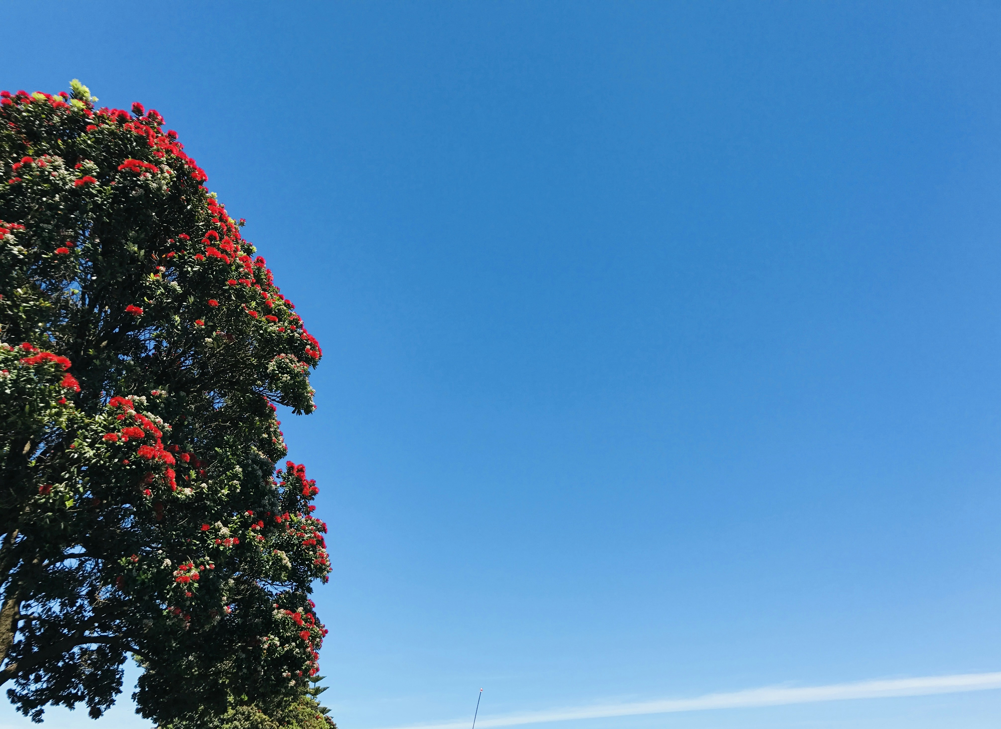 Crimson Canopy Framing a Pristine Blue Sky
