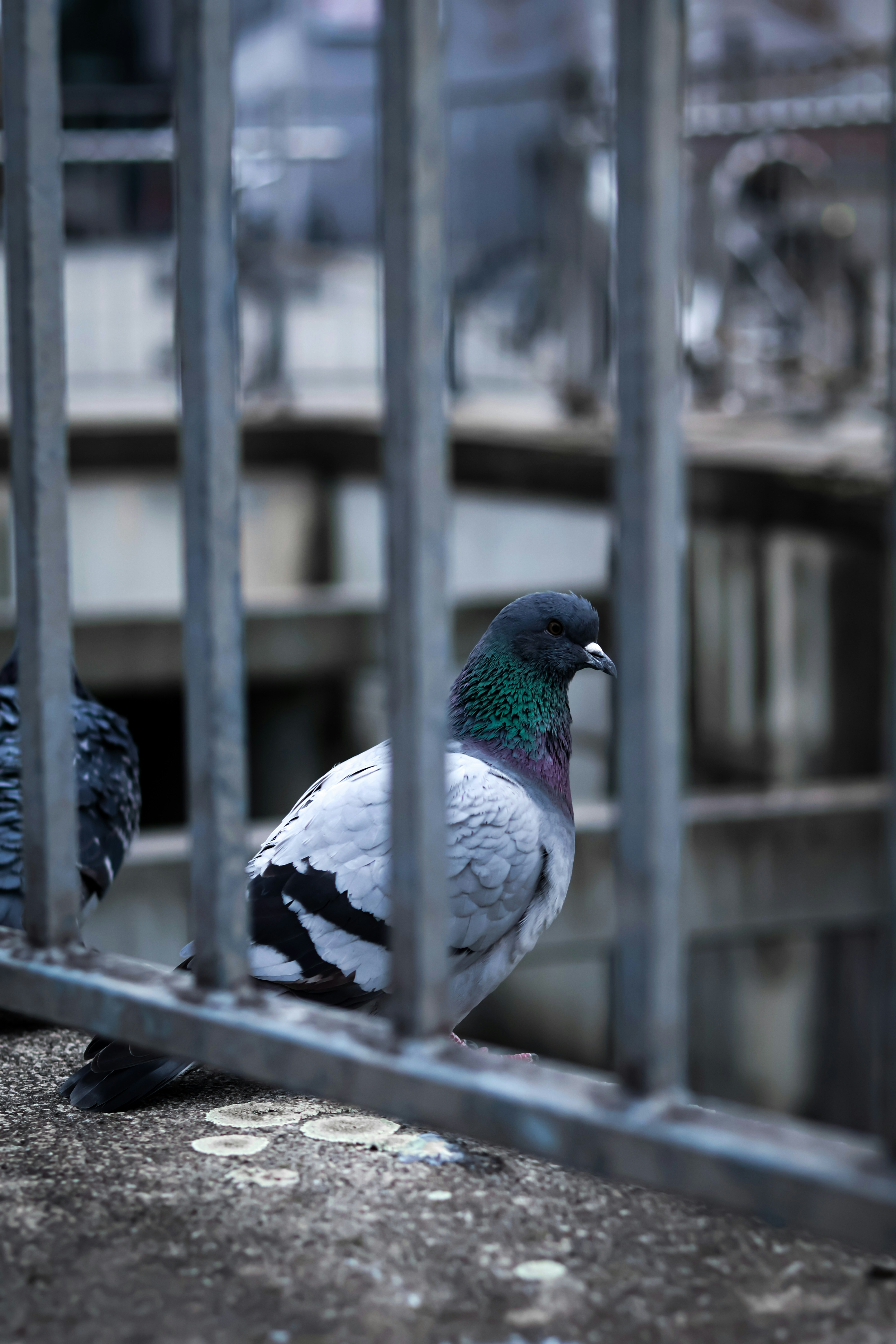 Iridescent Pigeon Framed by Weathered Urban Rails