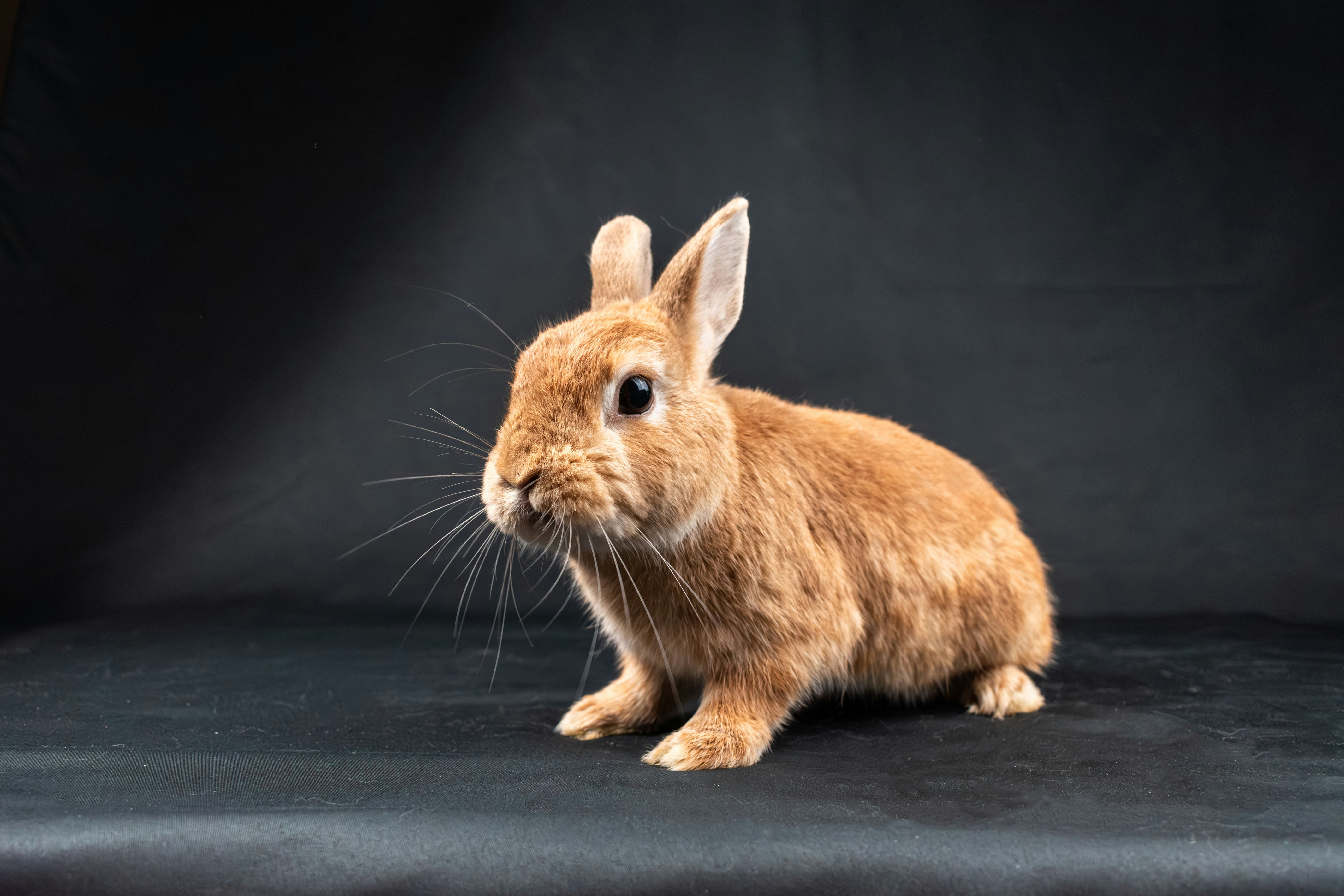 A brown rabbit sitting on top of a black surface photo – Free Portrait ...