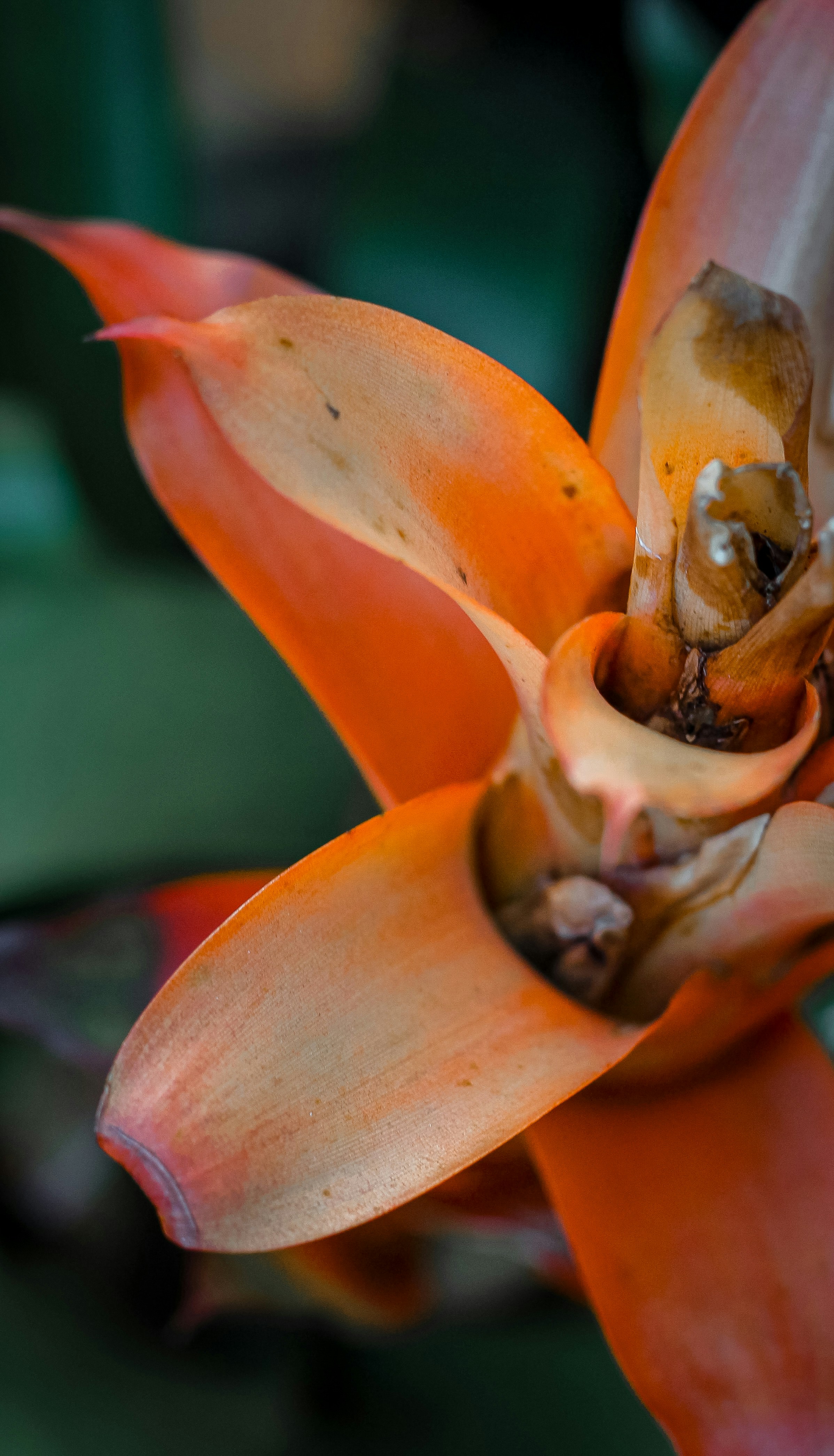 Macro close-up of an orange heliconia bloom unfurling its sun-bright bracts