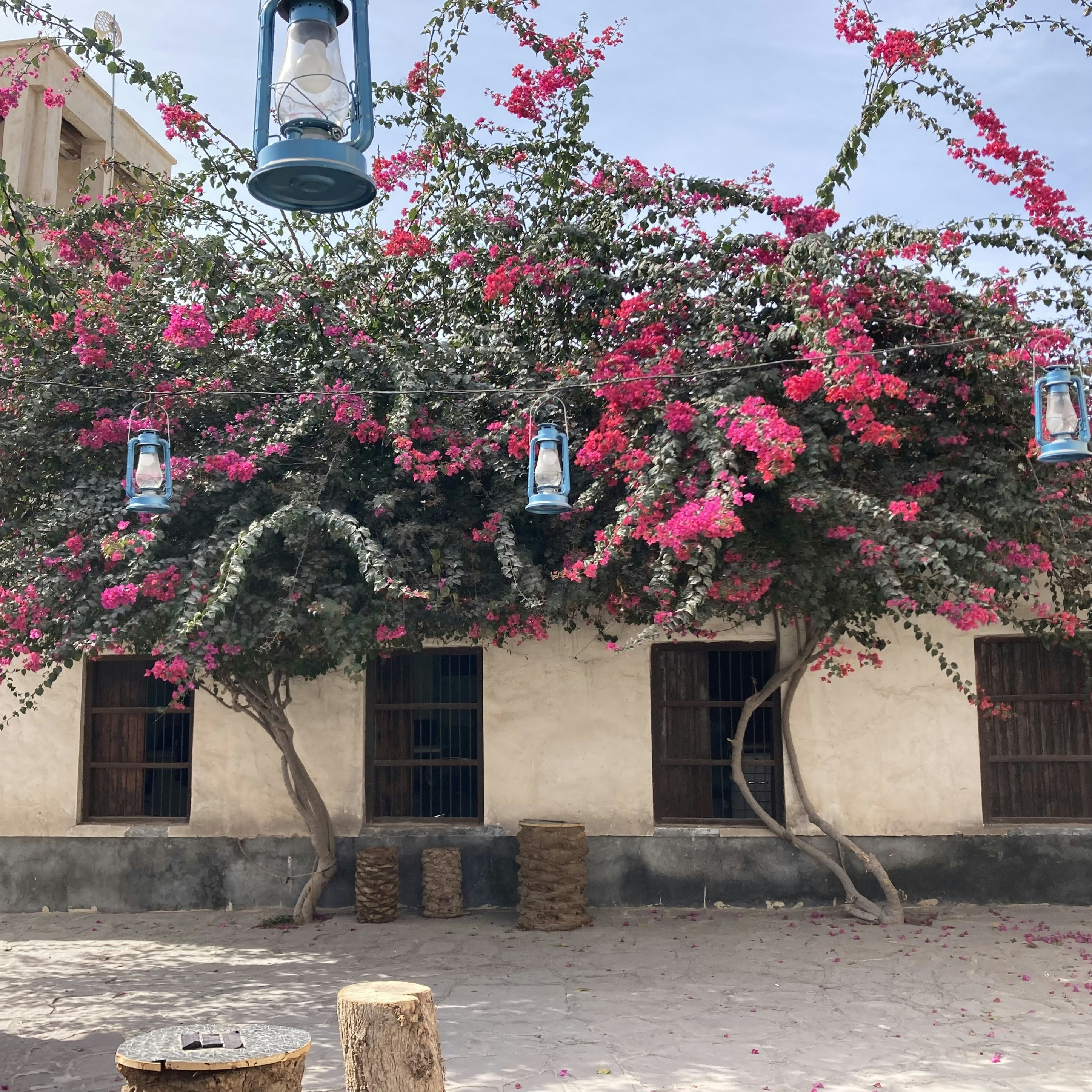 Bougainvillea canopy over a sunlit plaza