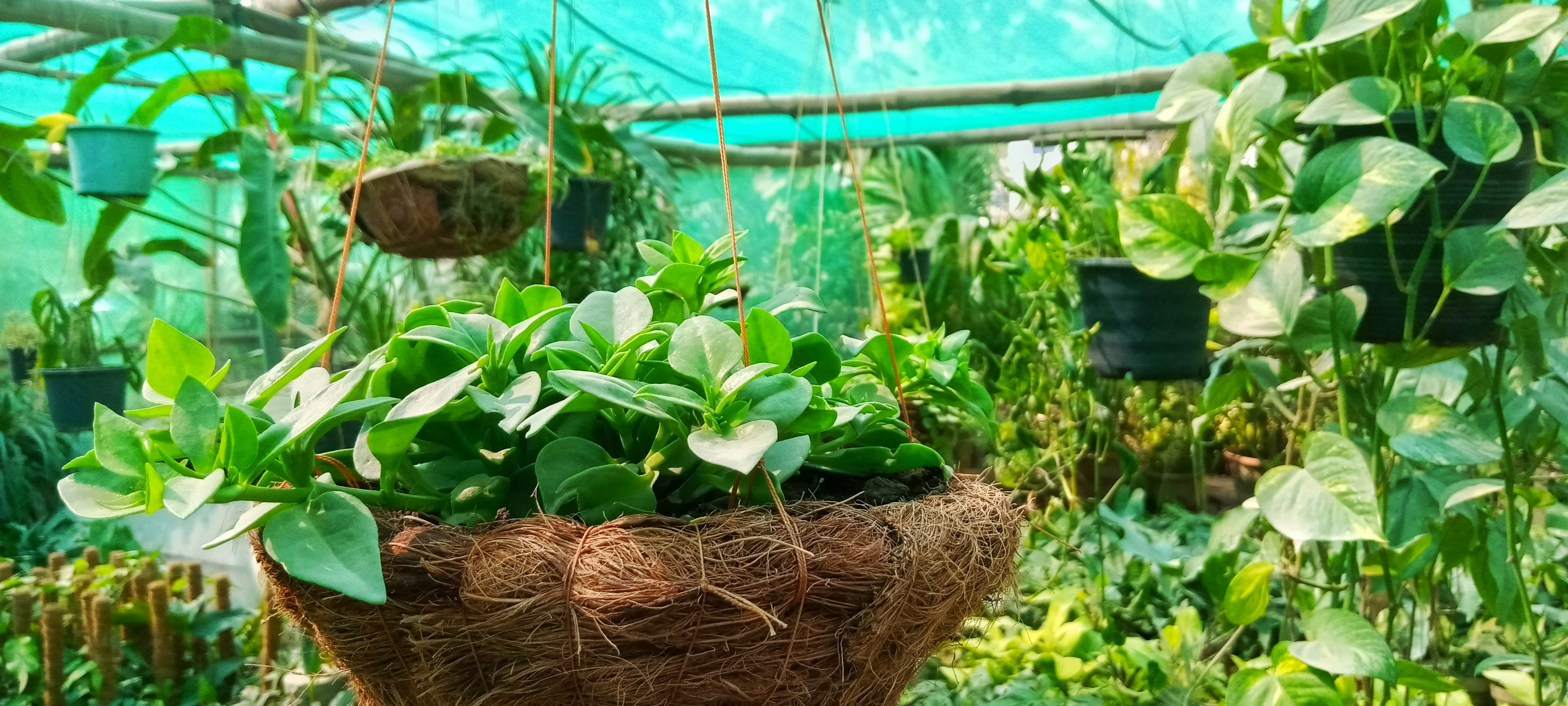 Nurtured Green: Hanging Baskets in a Sunlit Nursery