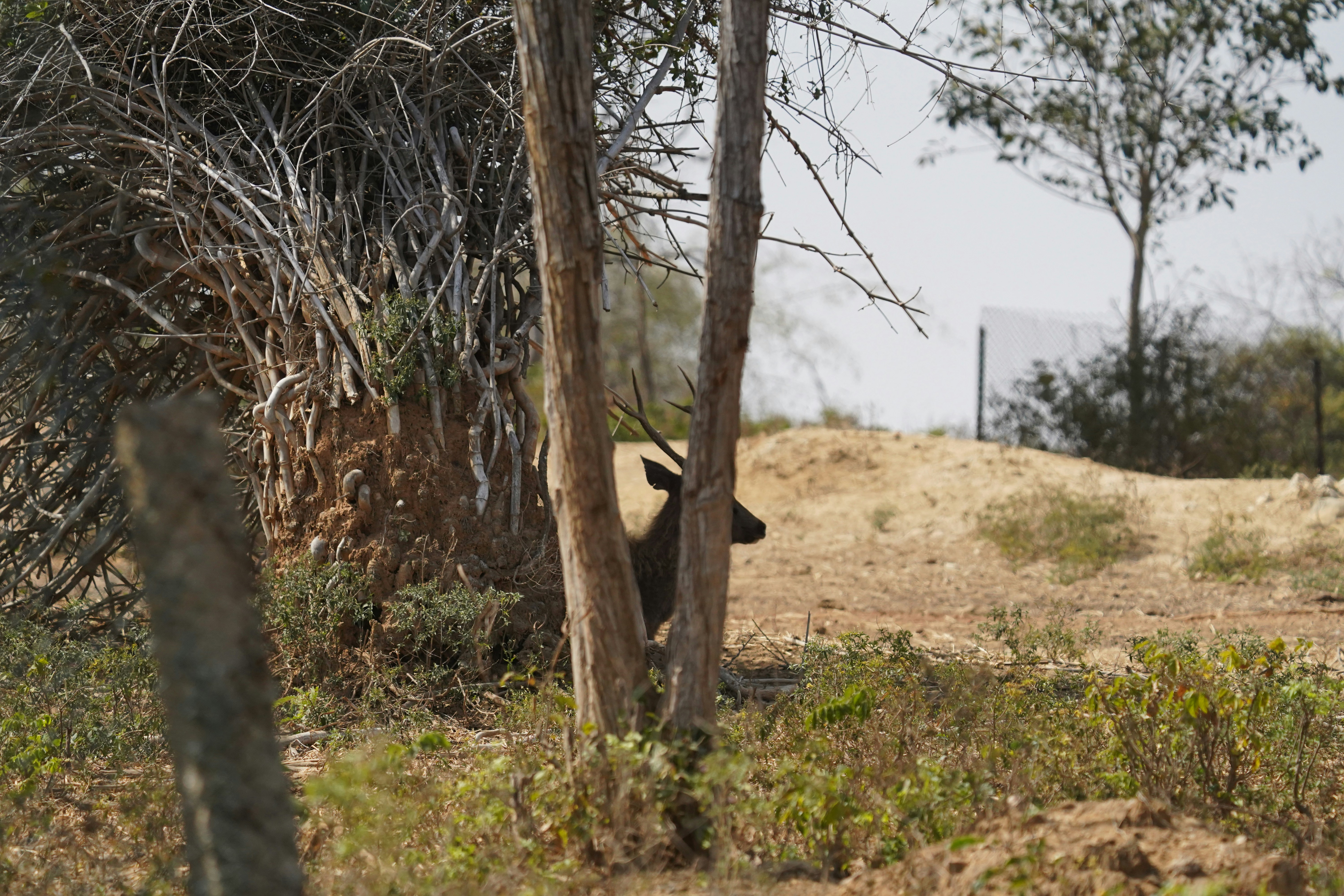 Hidden Doe at the Edge of the Bushy Path