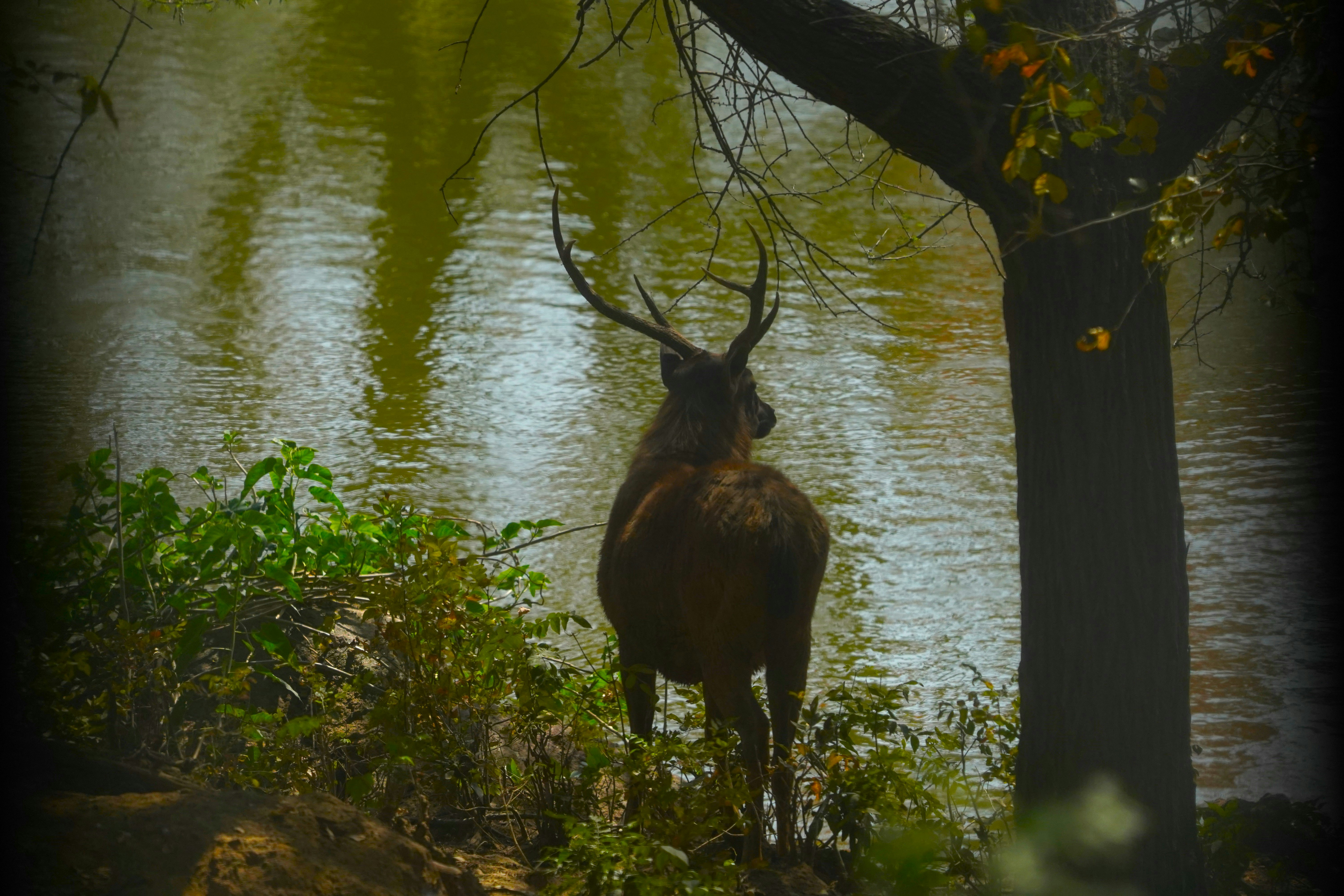 Deer standing by a tree near a shimmering body of water.