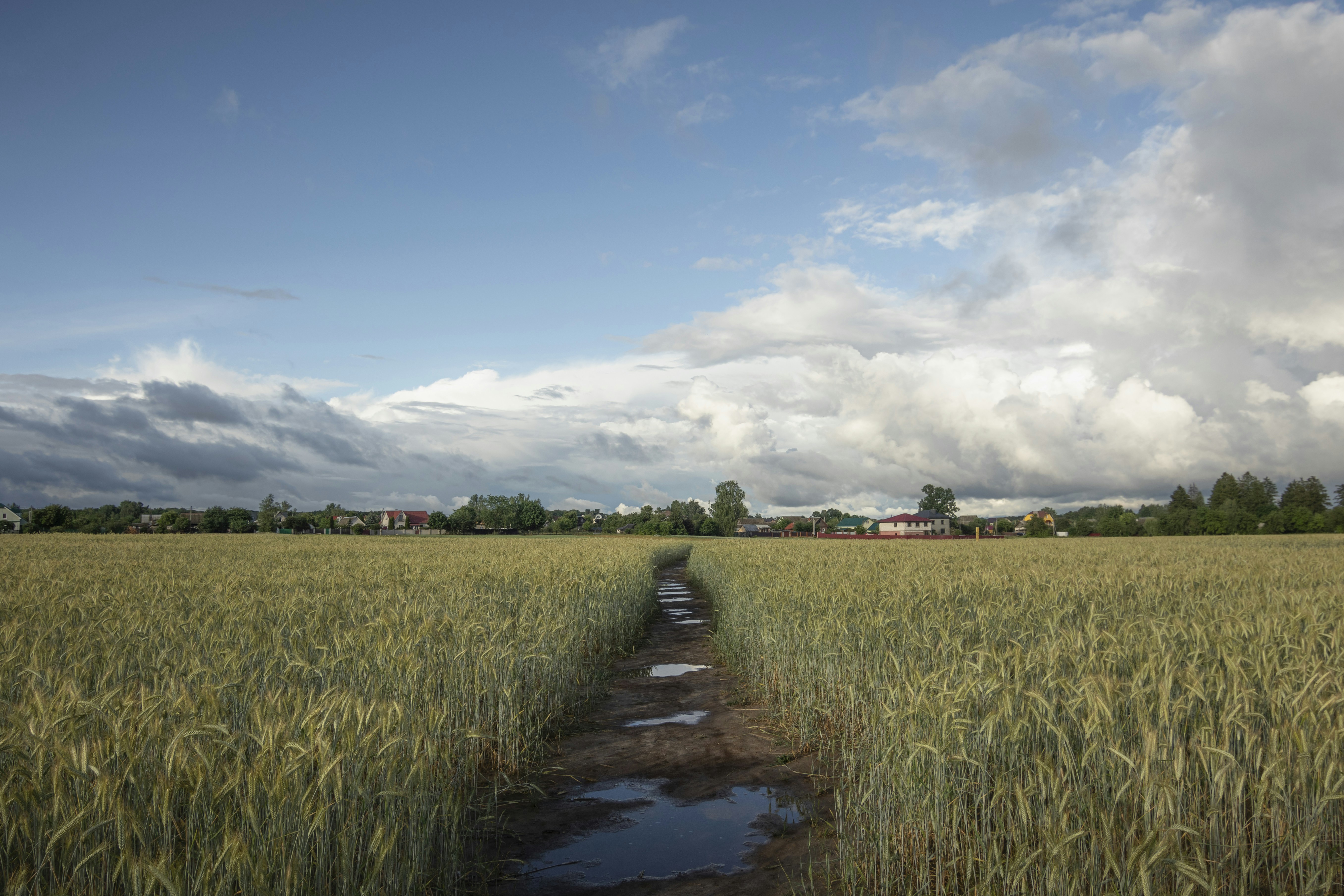 Golden Wheat Corridor Leading Toward a Quiet Village Under an Expansive Sky