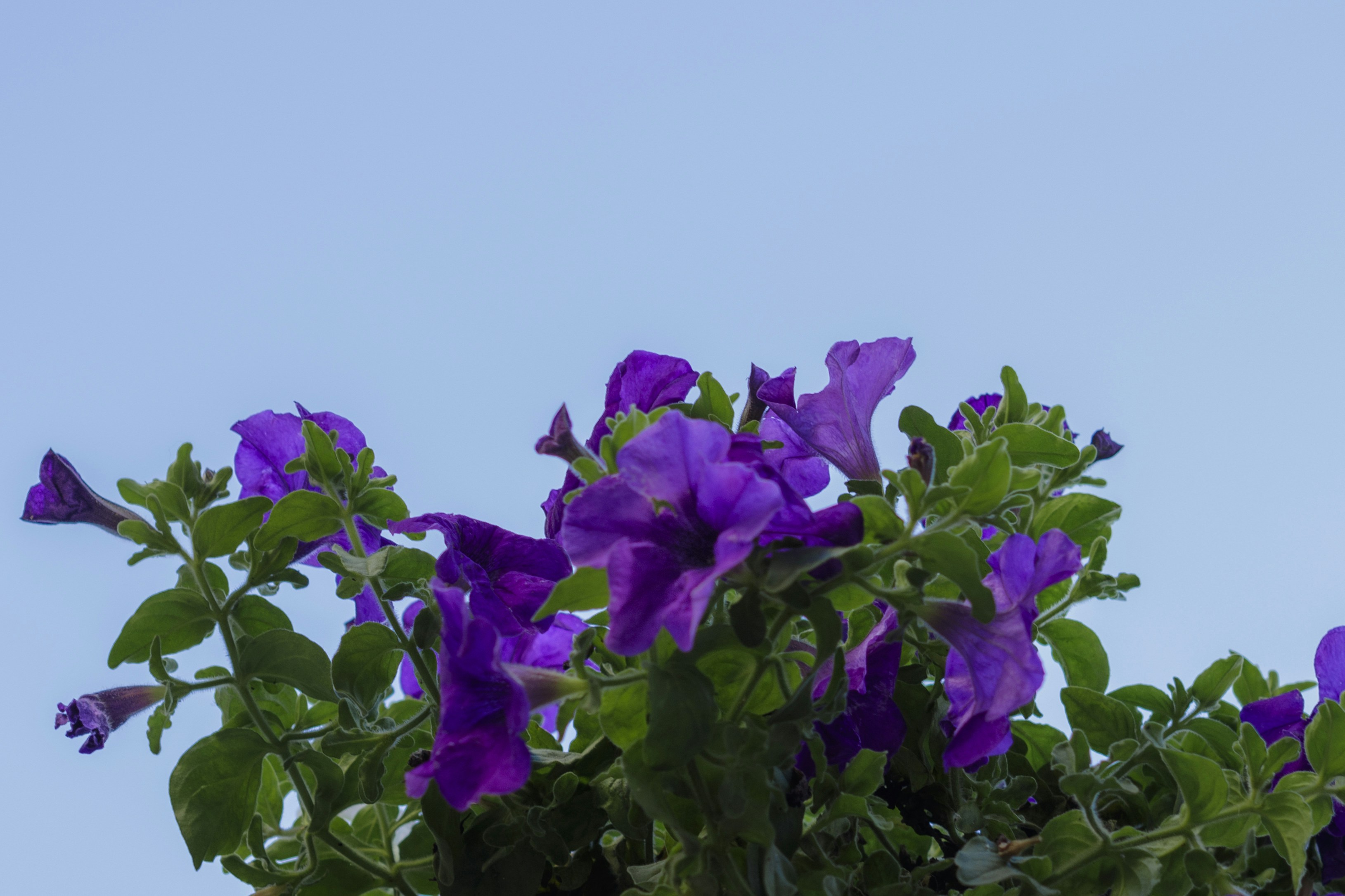 Petunia Cascade under a Quiet Blue Sky