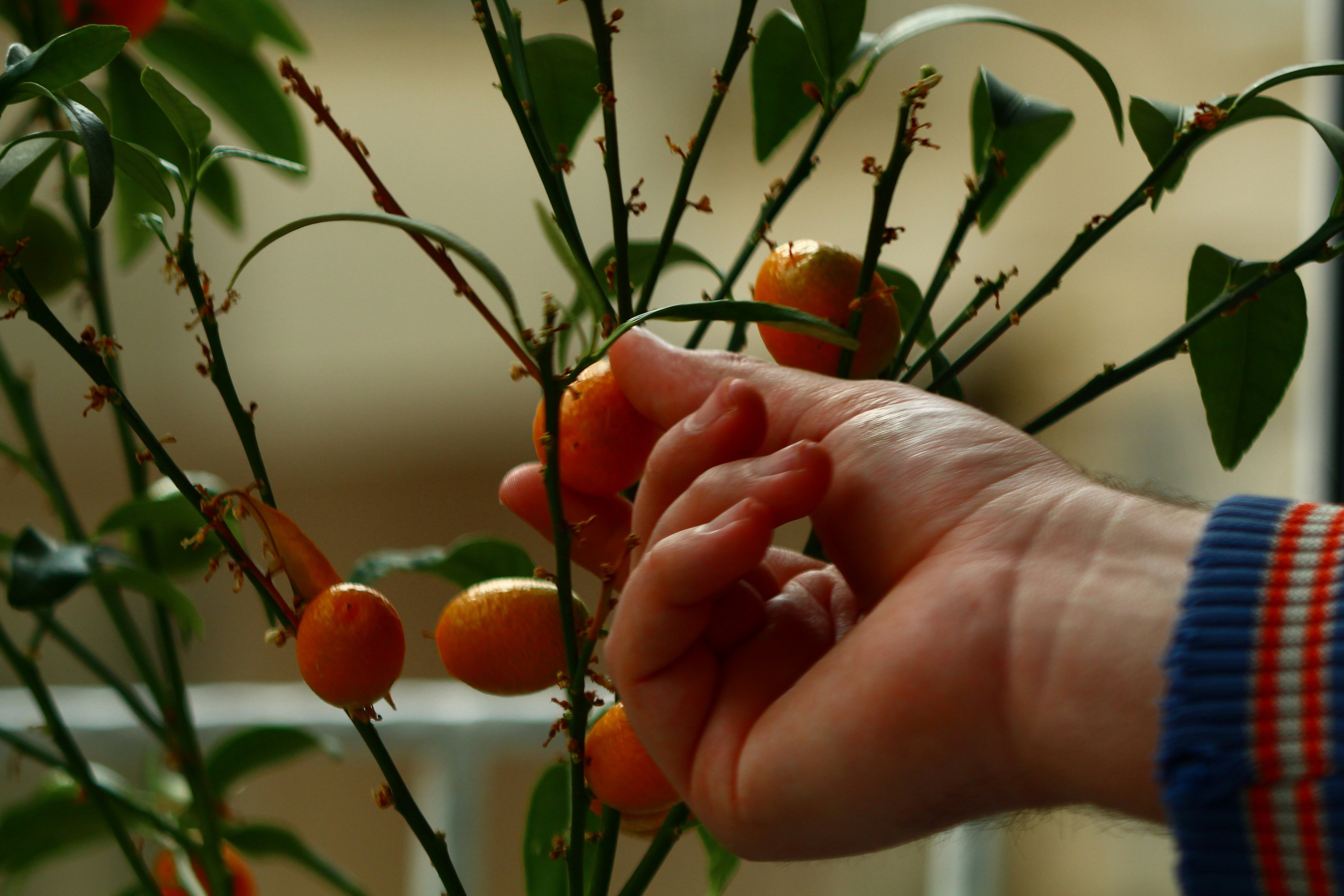 Close-Quarters Citrus: A Hand Pinches Ripe Kumquats from a Slender Branch